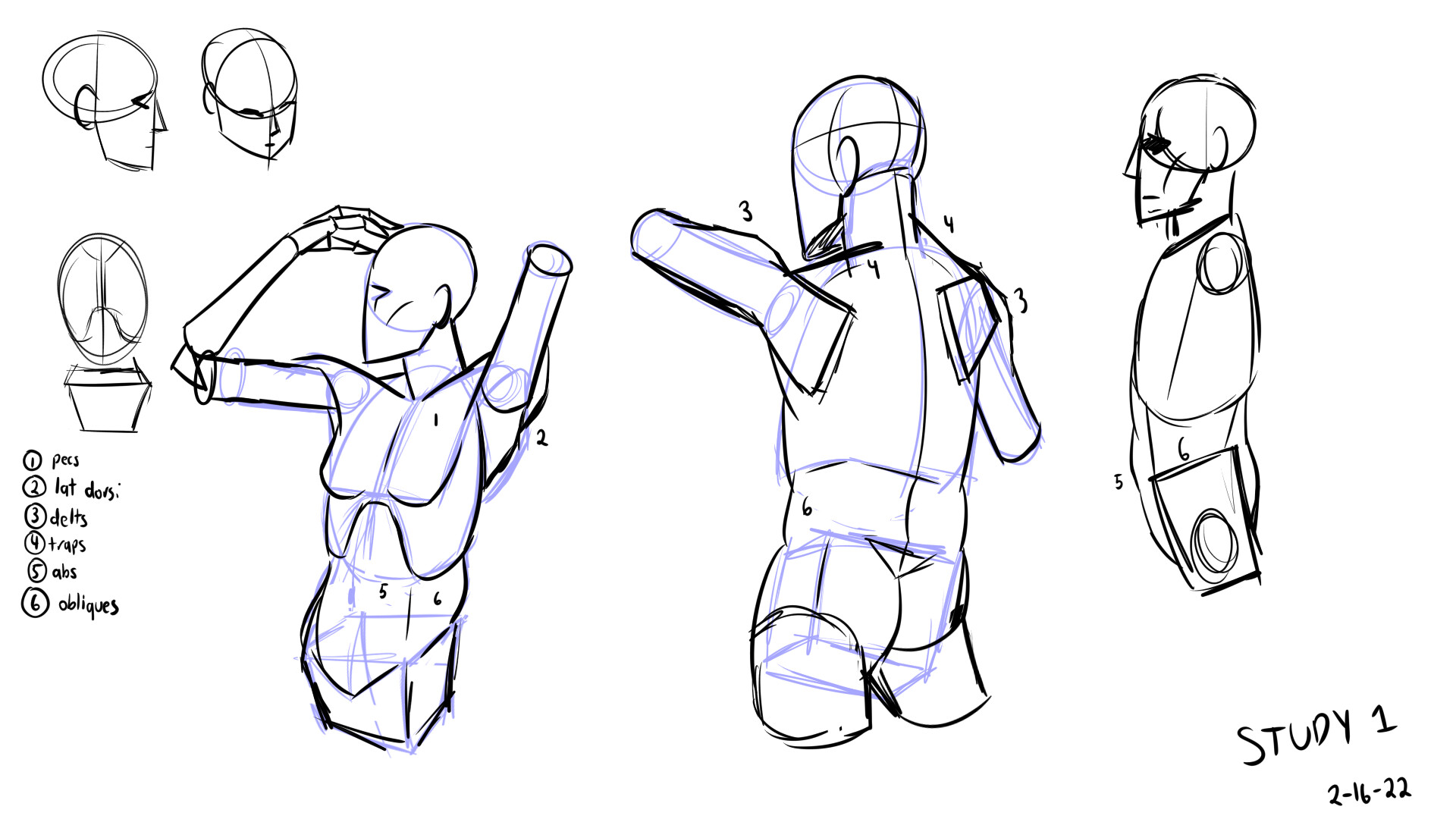 ArtStation - Anatomy Studies