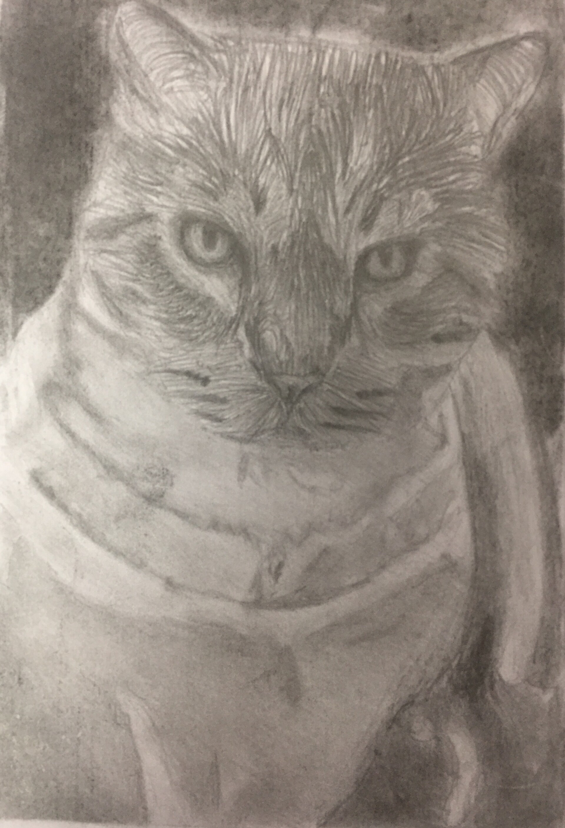 ArtStation - Cat Drawing