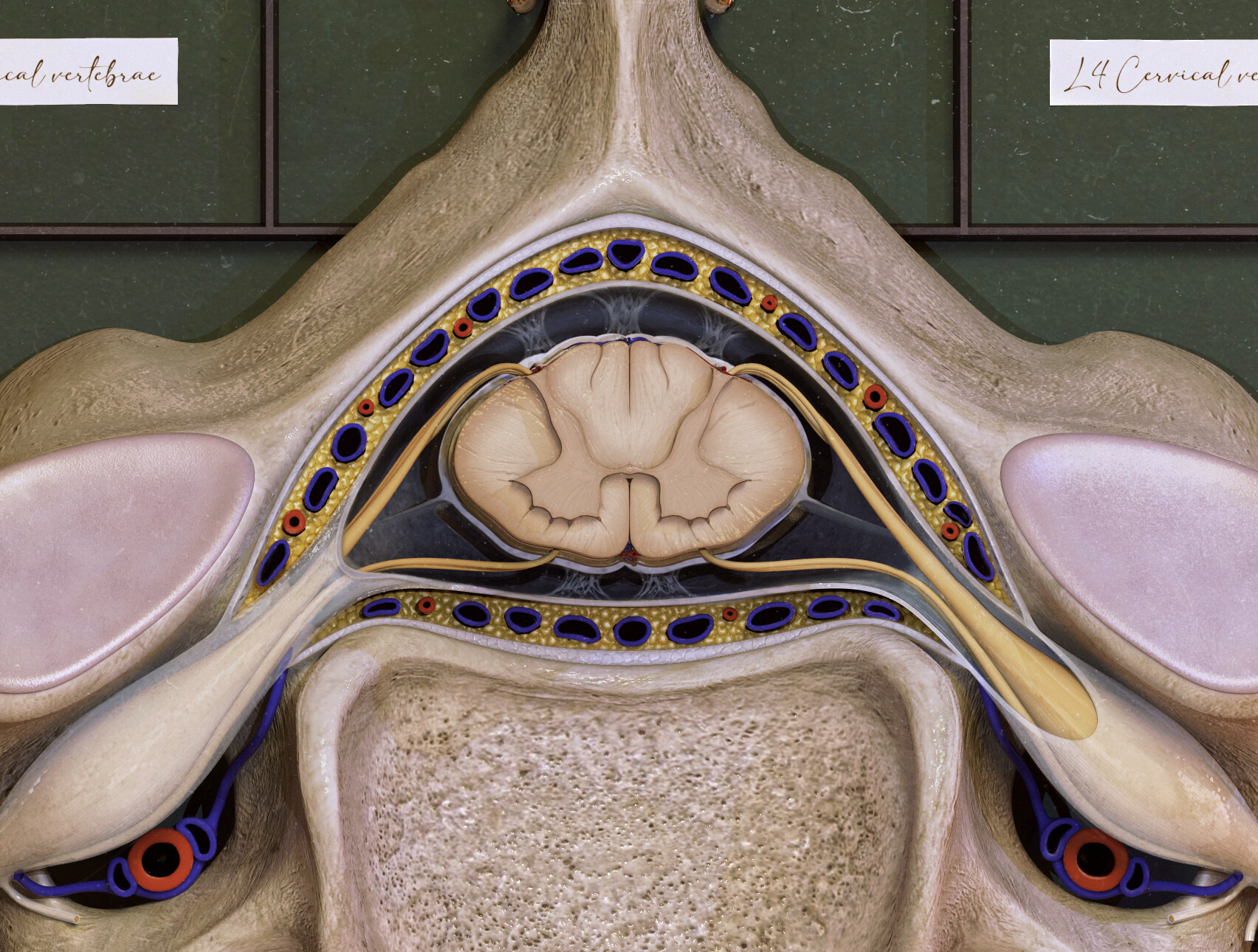 Gusztav Velicsek - C5 Vertebrae