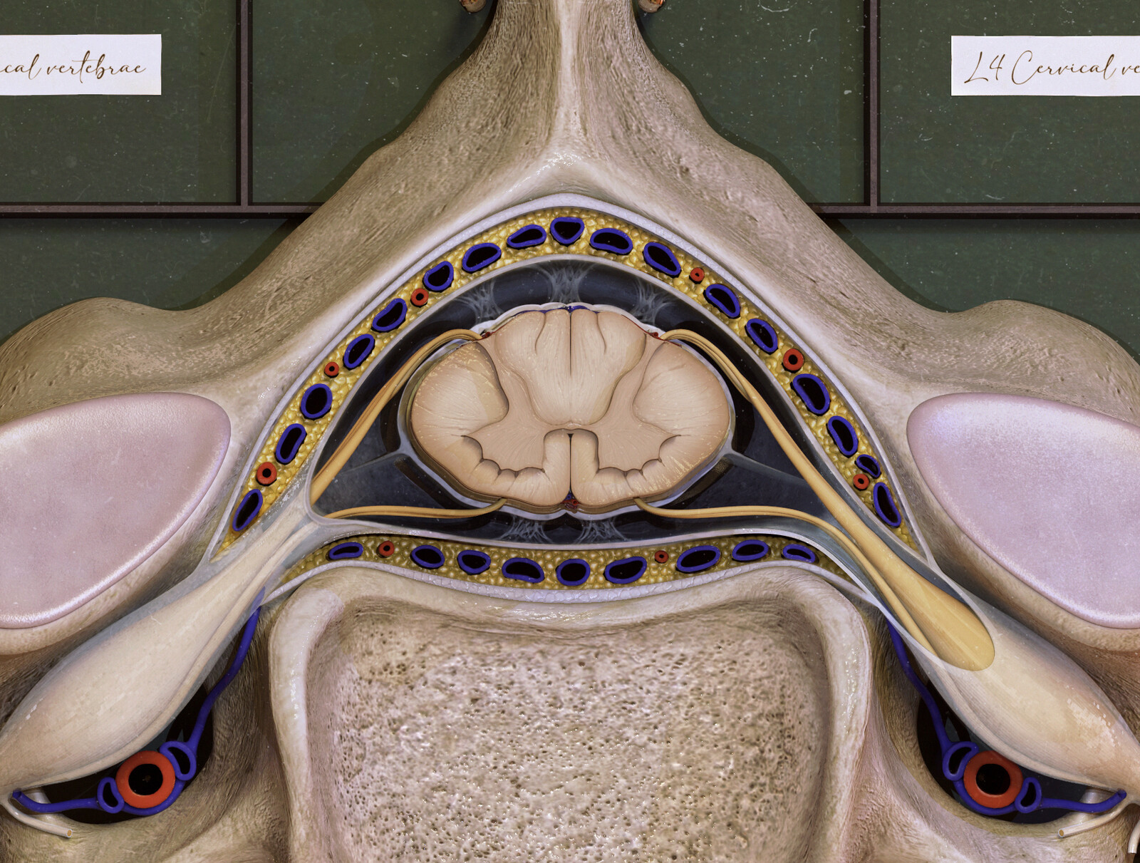 Gusztav Velicsek - C5 Vertebrae