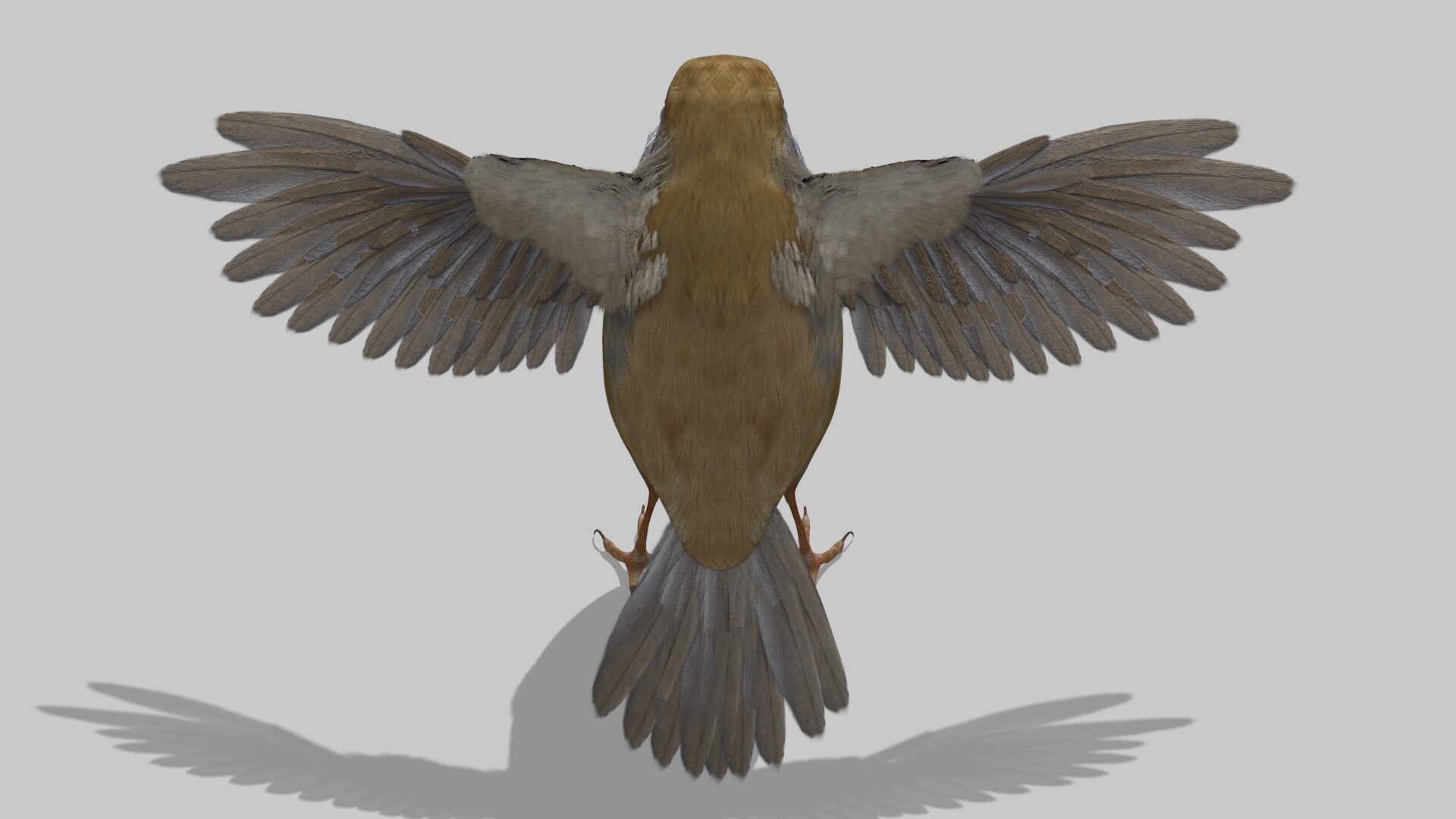 Mustafa Vangöl - 3d European Robin Bird Model Realtime