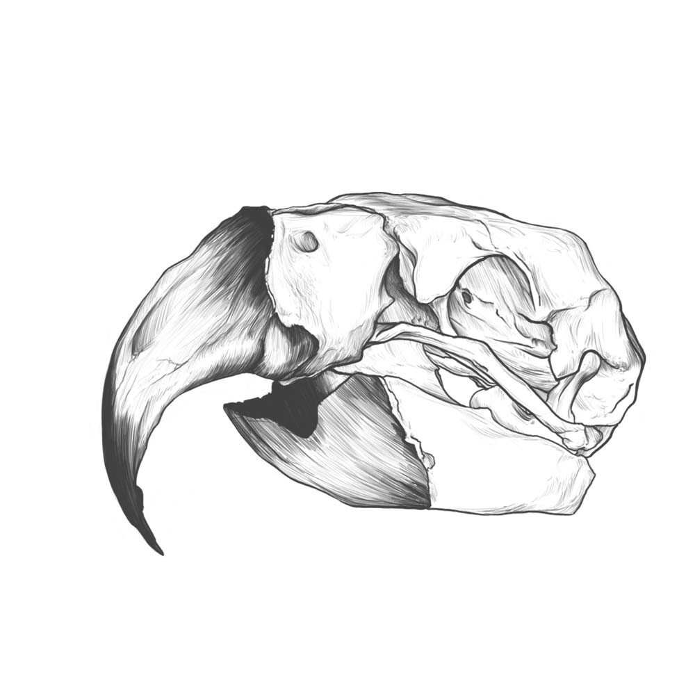 ArtStation - Hyacinth macaw bird Skull Drawing.