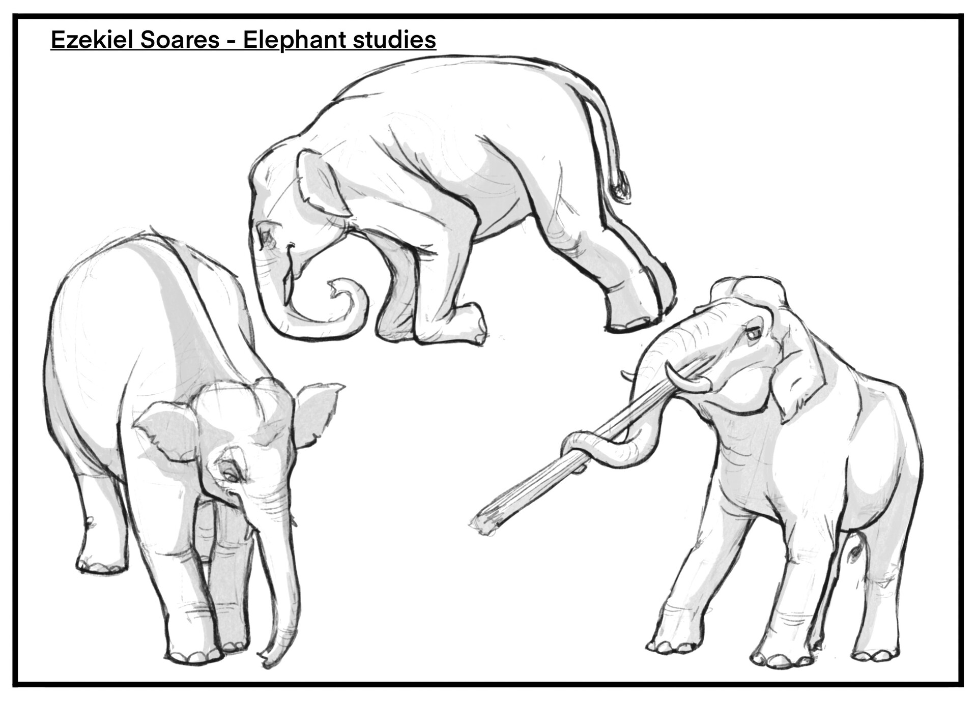 ArtStation - Elephant studies