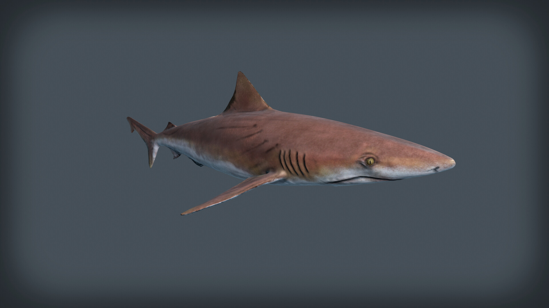 Alan RR - Bronze Shark