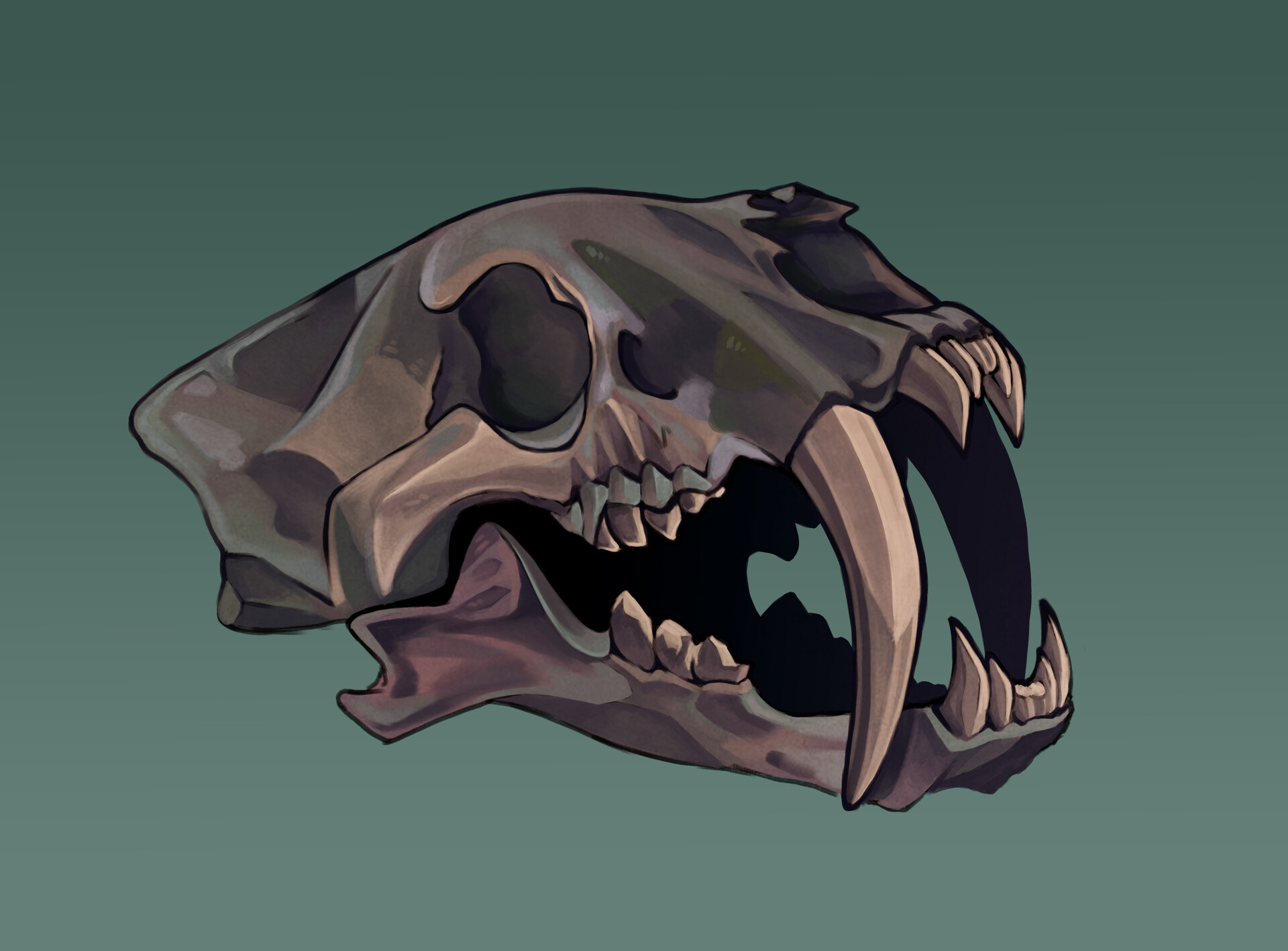 Smilodon Skull Illustration