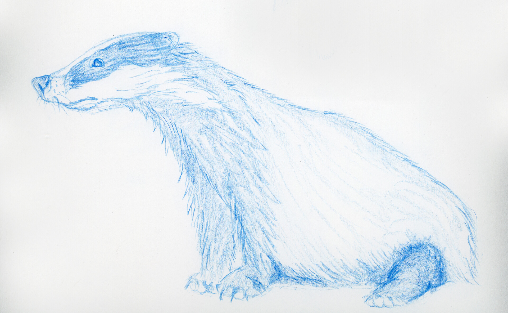 Ildy Izso - Badger studies