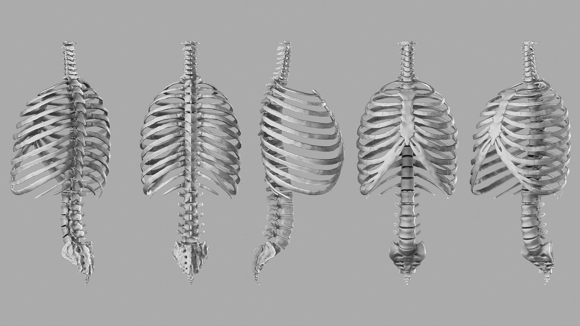 Rax Blackwood - Skeleton Anatomy study