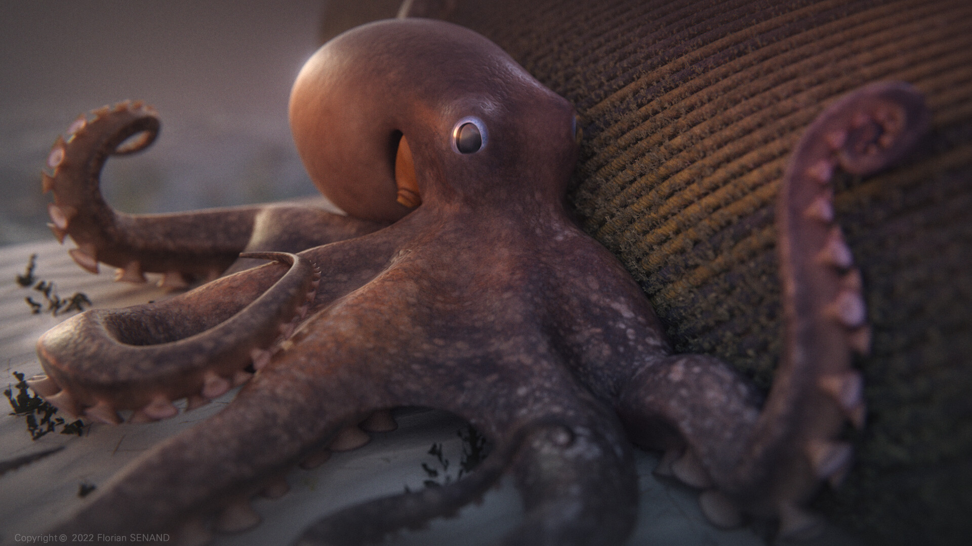 Florian Senand - My Tiny Octopus Teacher : Artwork