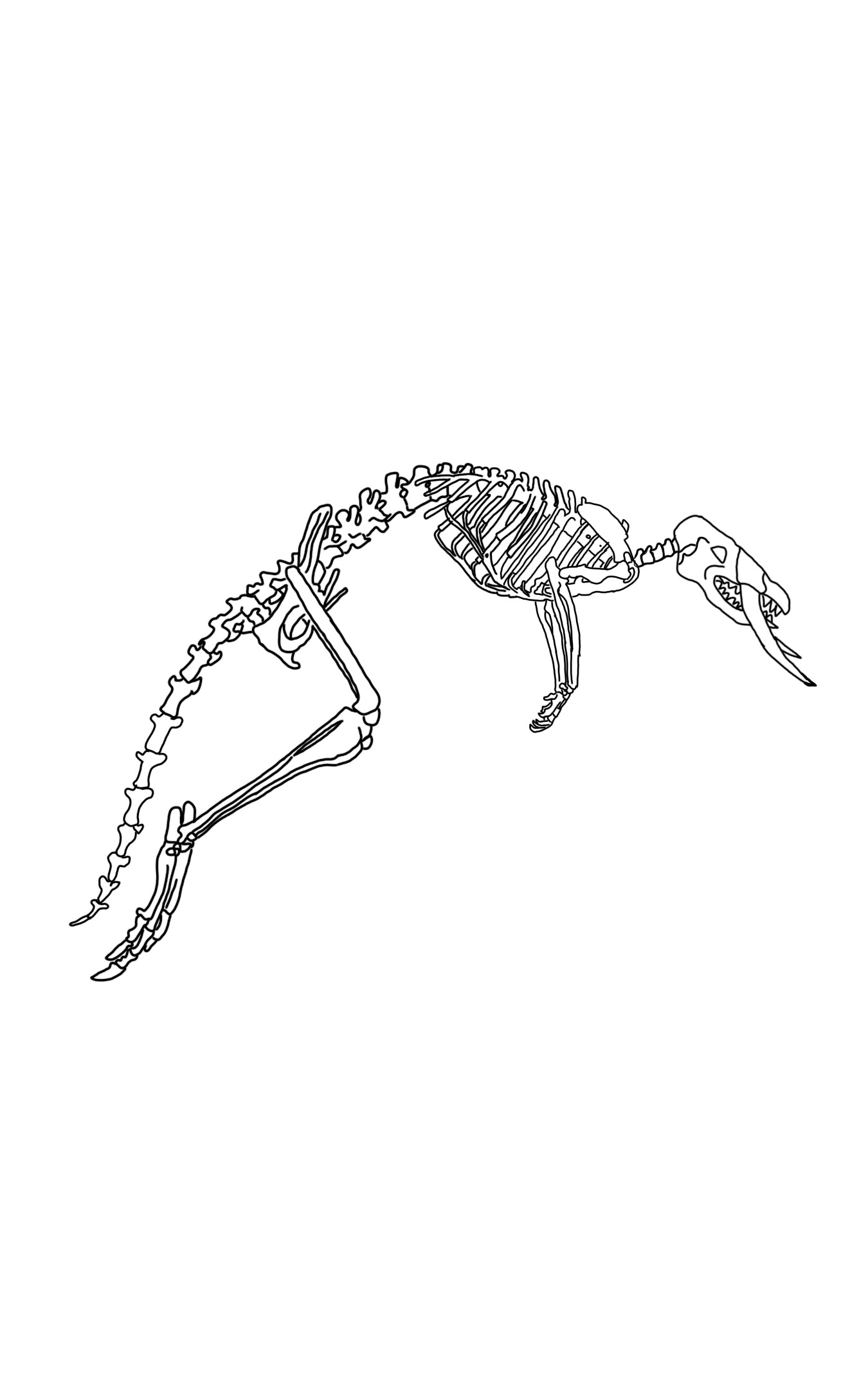 ArtStation - Animal 2D Drawings