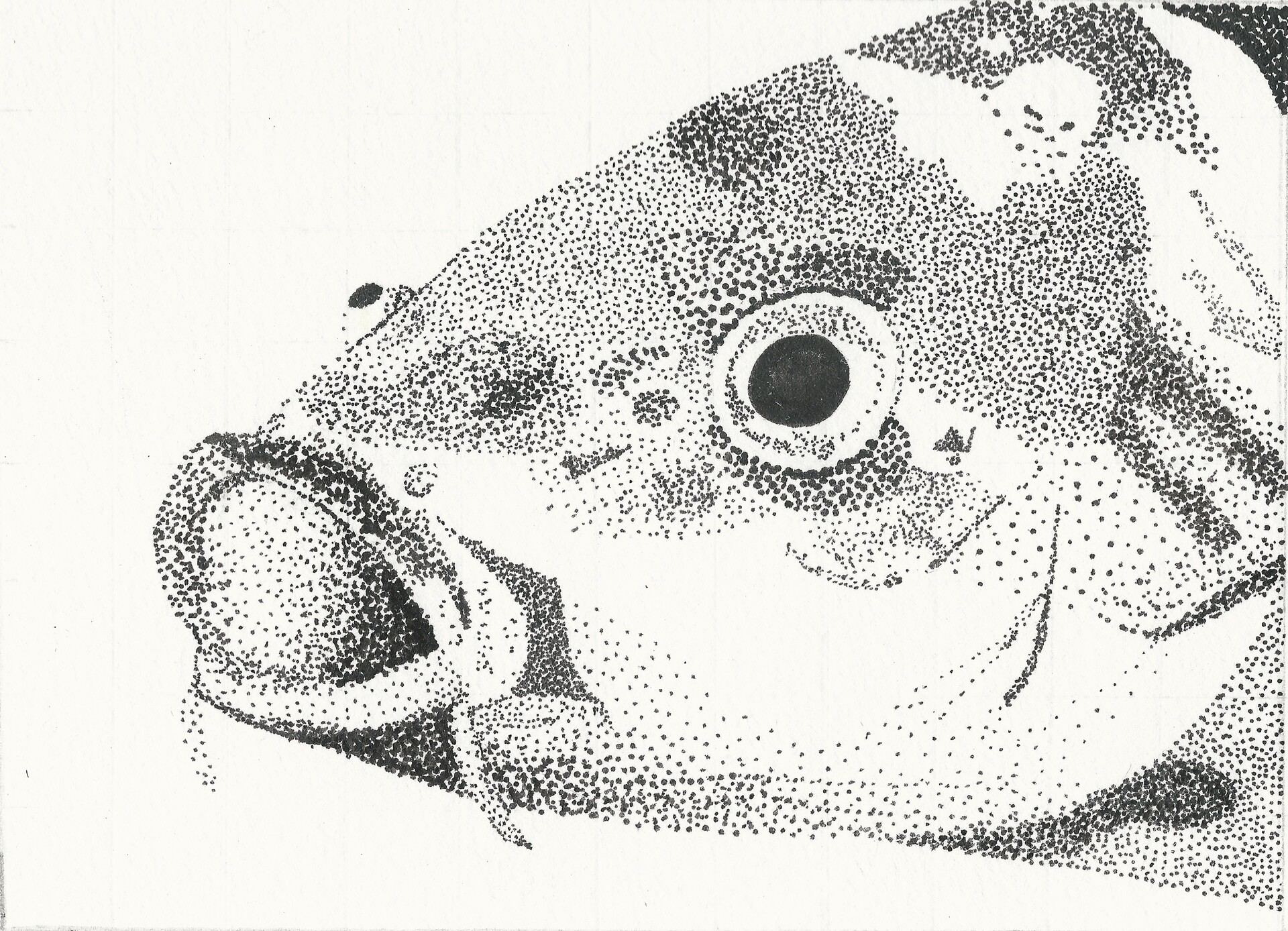 ArtStation - Fish stippling