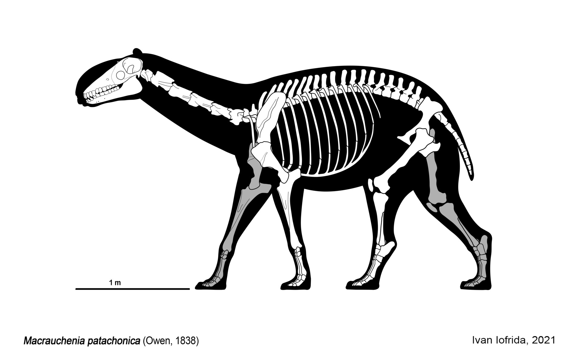 ArtStation - Macrauchenia patachonica