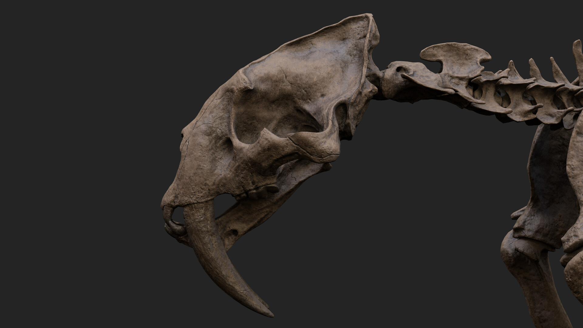 Smilodon Populator Skeleton