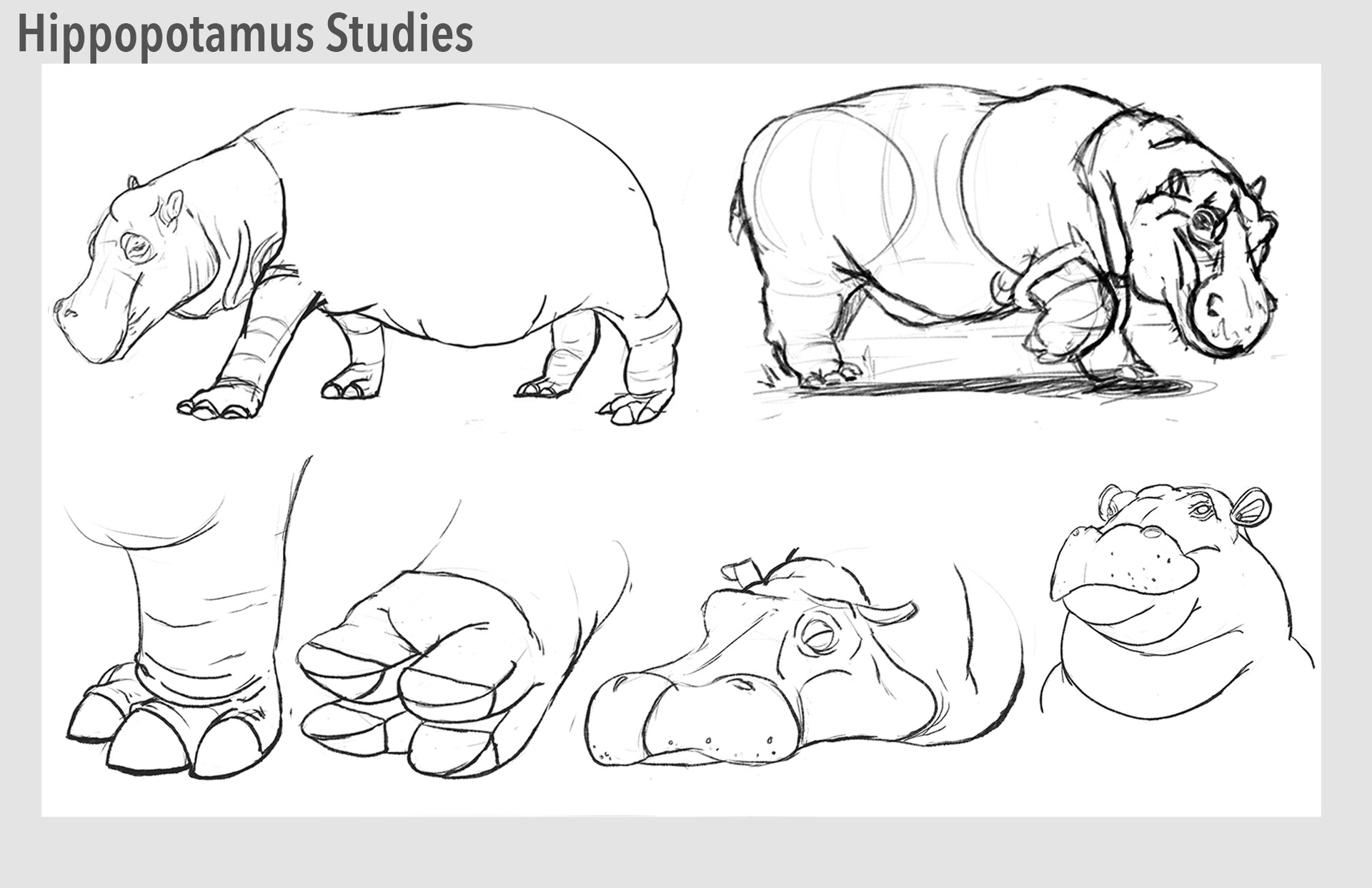 ArtStation - Hippopotamus Studies