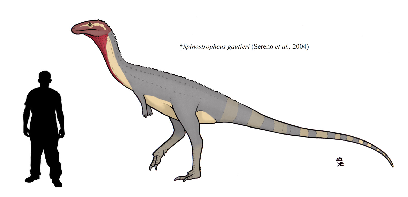 Thomas Sutton - Spinostropheus gautieri