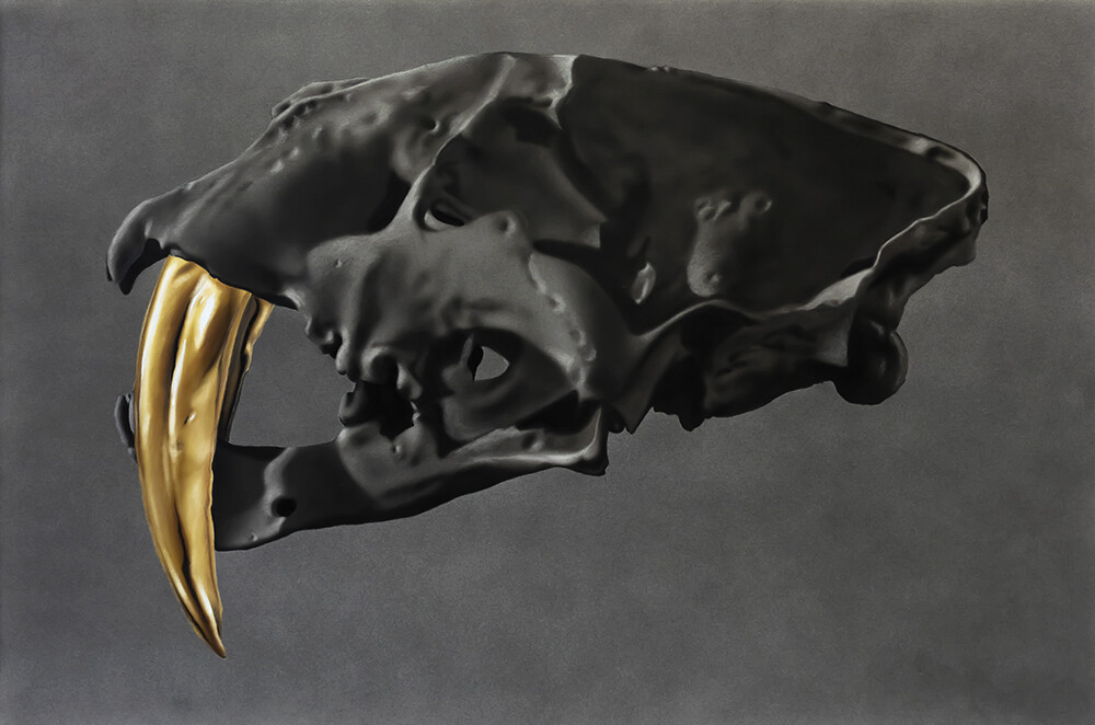ArtStation - Sabertooth skull - acrylic on paper