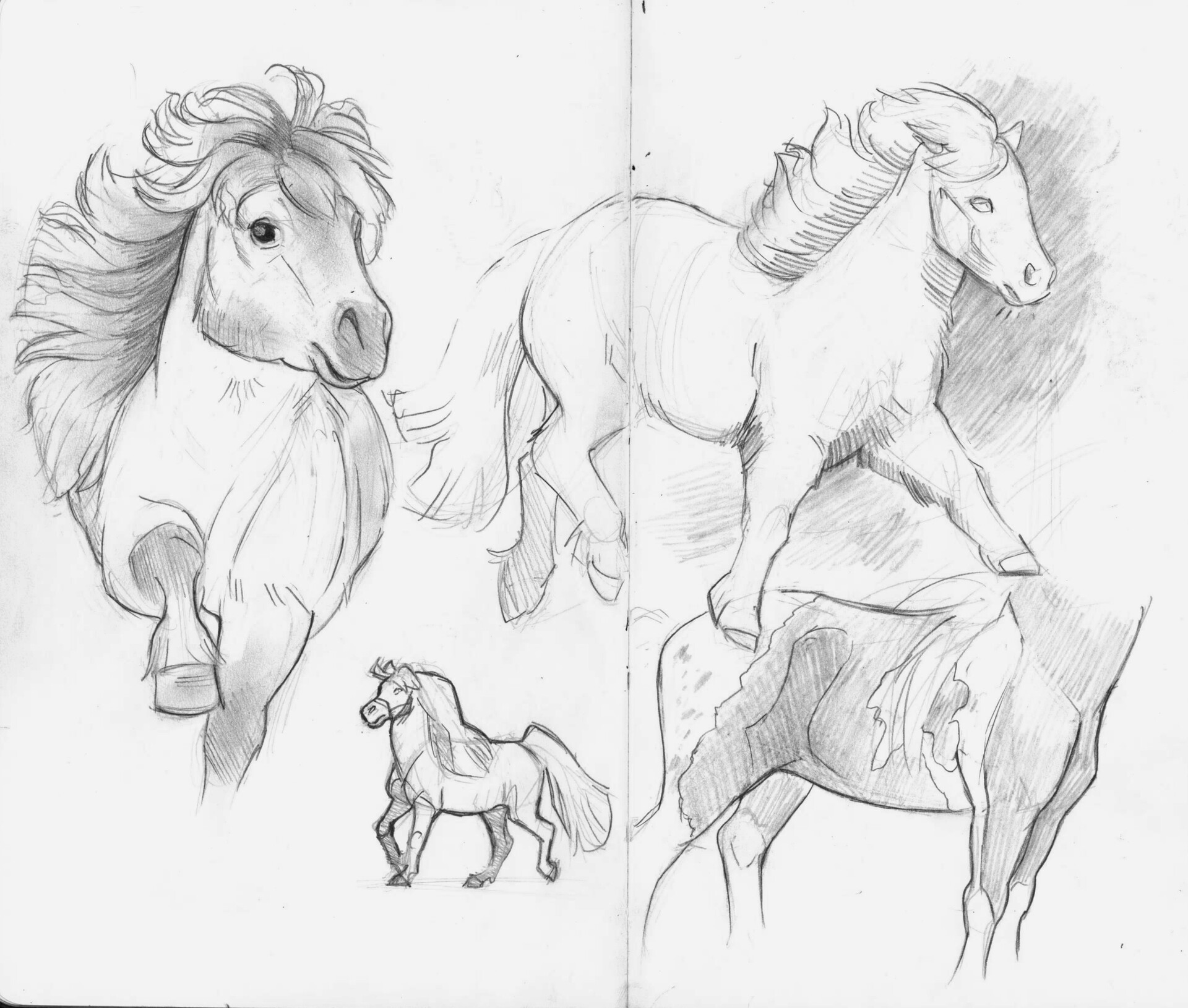 how to draw shetland pony