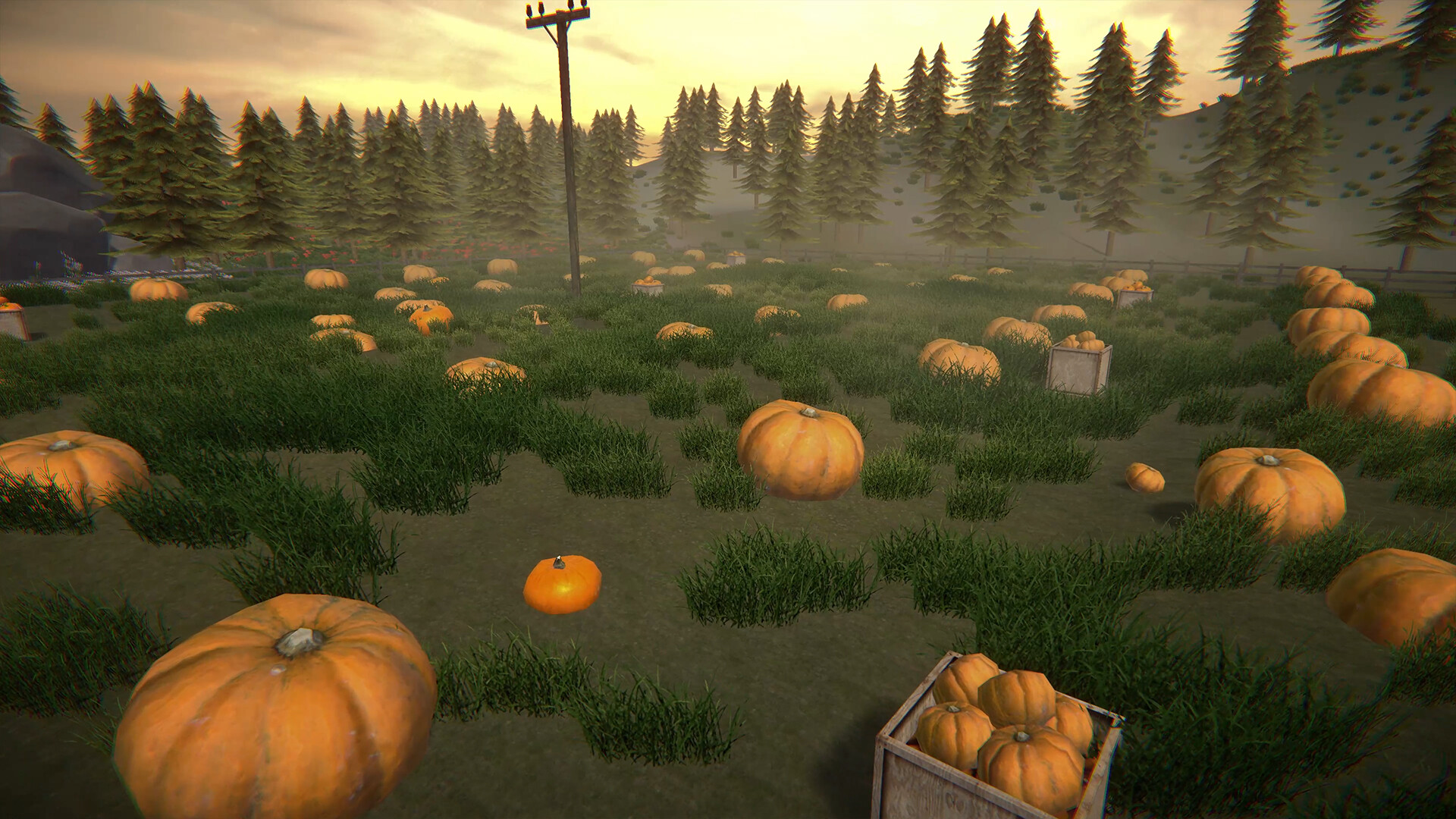 Mubasher Amer - Pumpkin Farm -- Shooting Environment