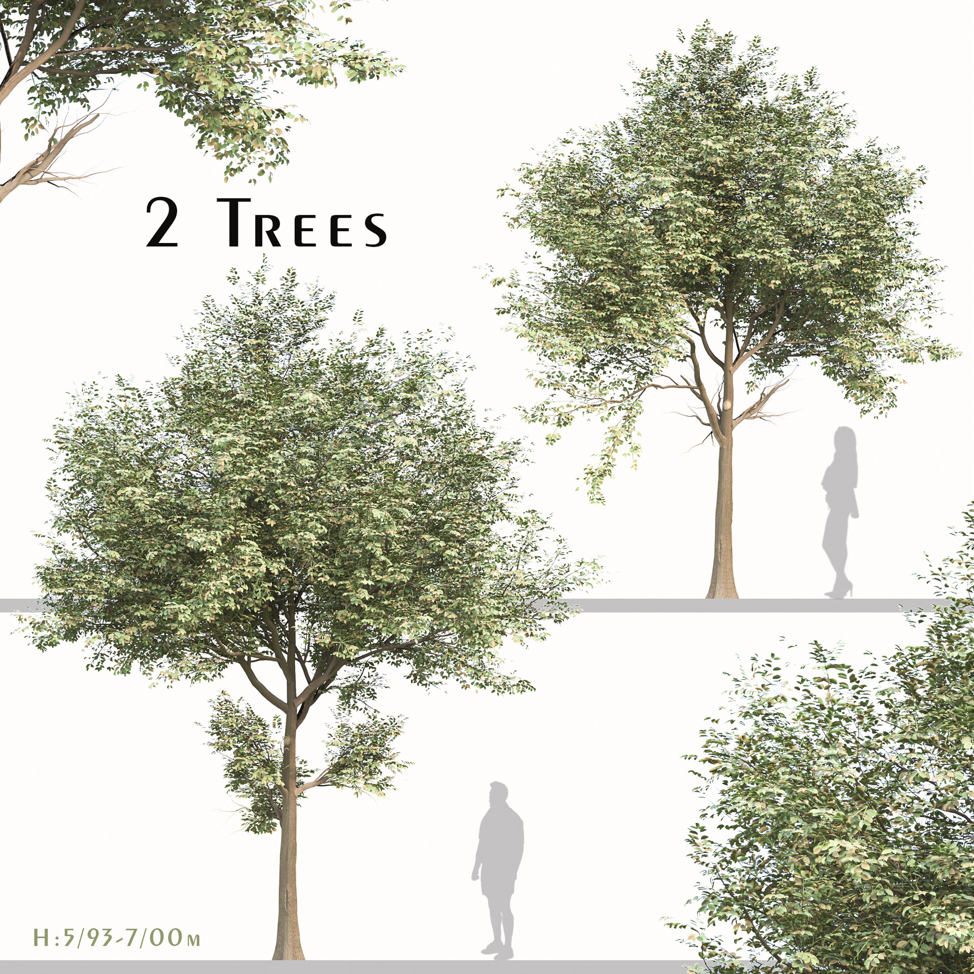 ArtStation - Set of Cinnamomum burmannii Tree ( Padang cassia ) (2 ...