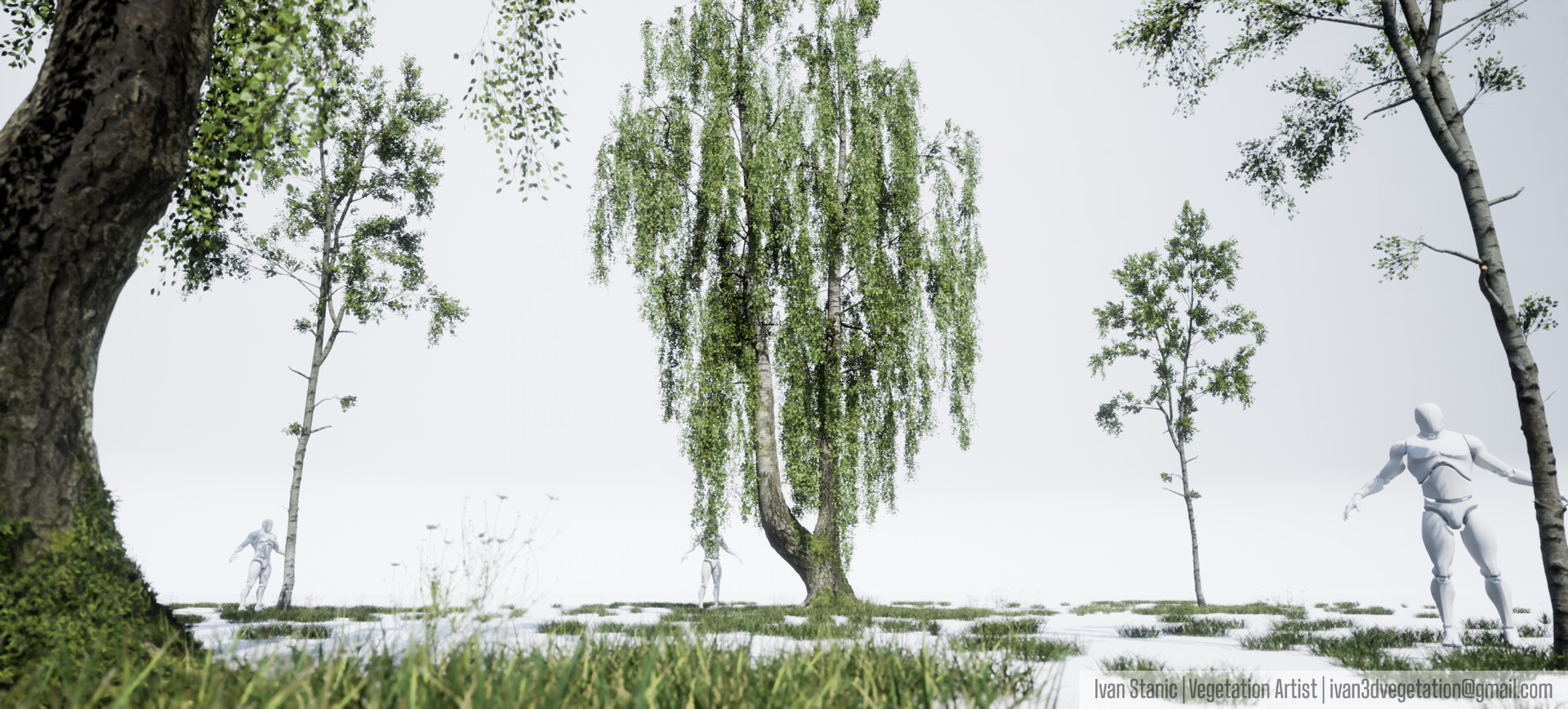 Ivan Stanic - Weeping Birch Tree