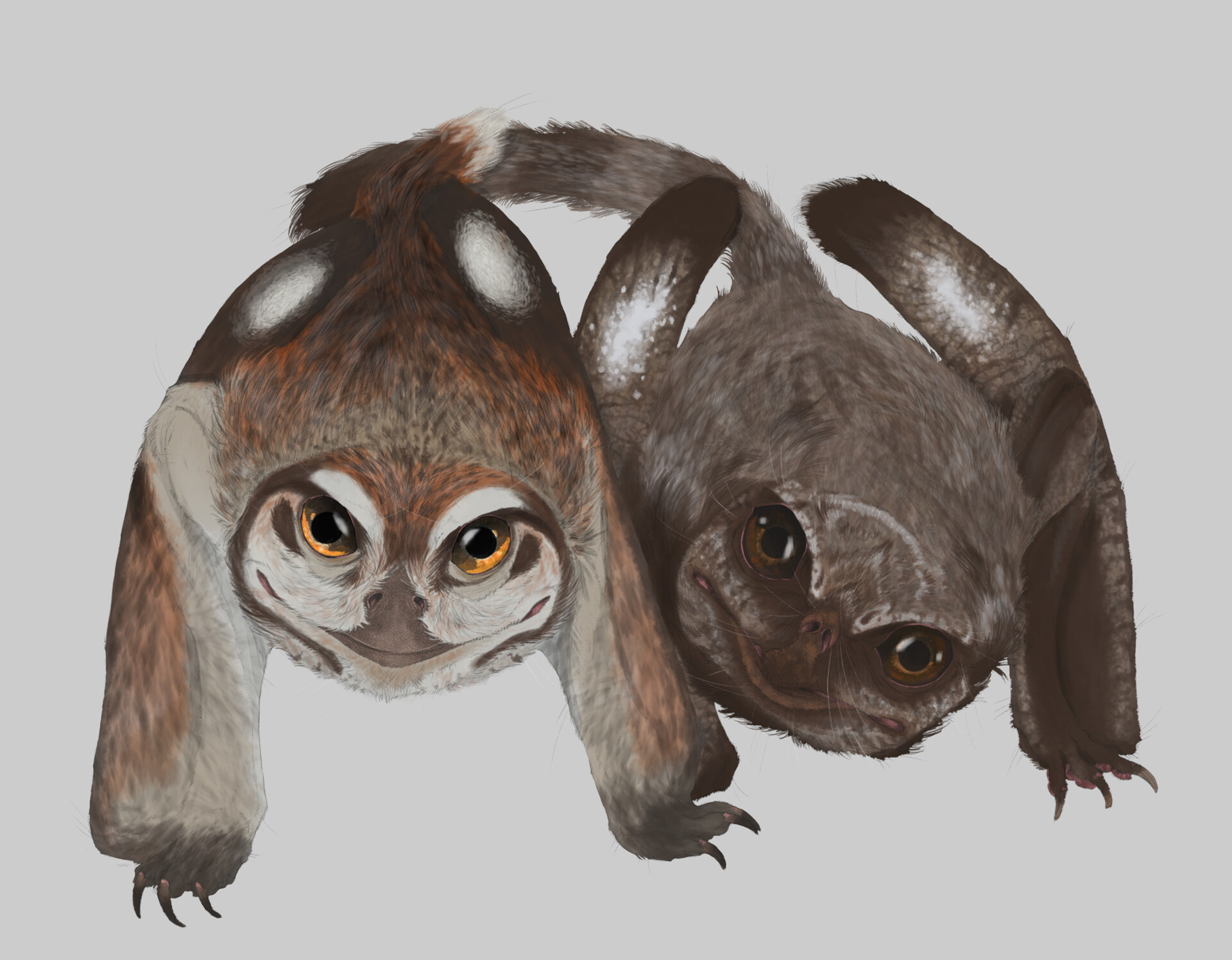 Ripley - Commission- anurognathus and sinomacrops