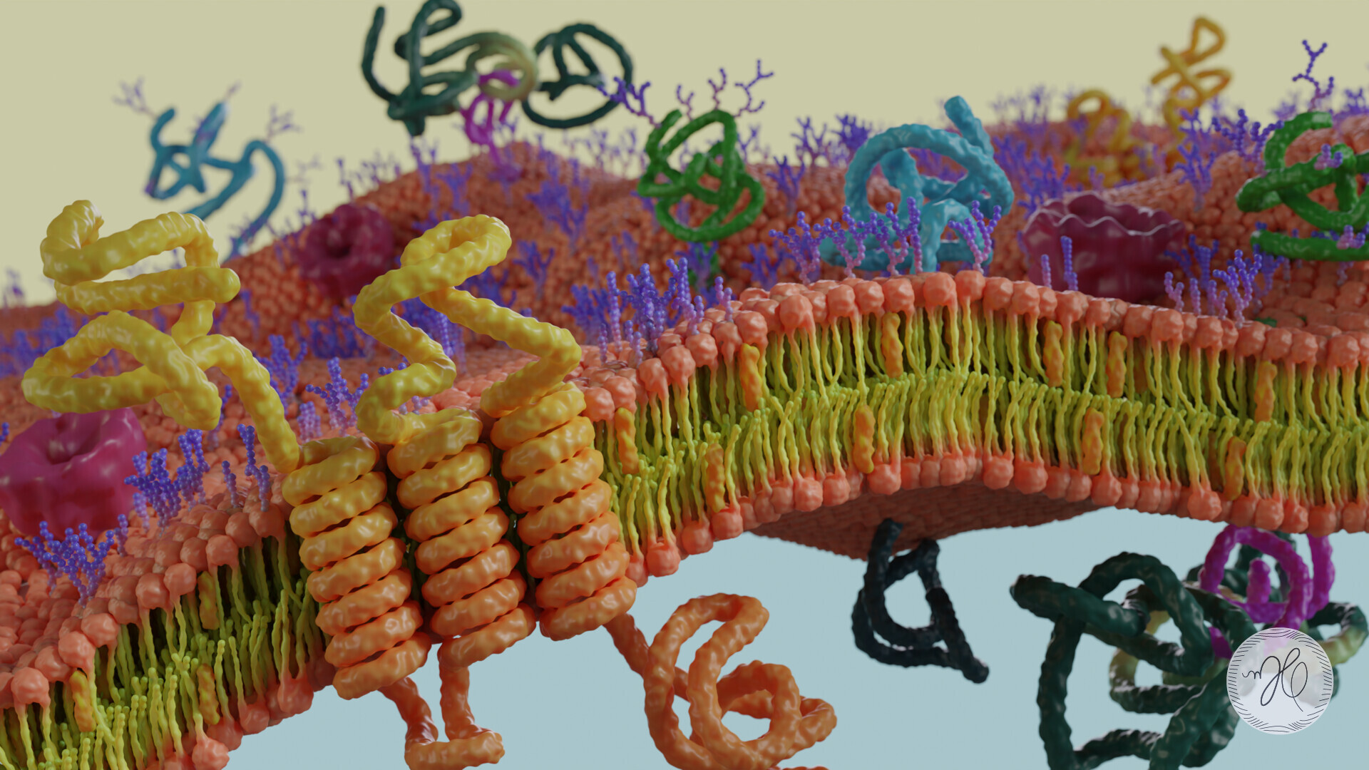 Phospholipid Bilayer Model Project