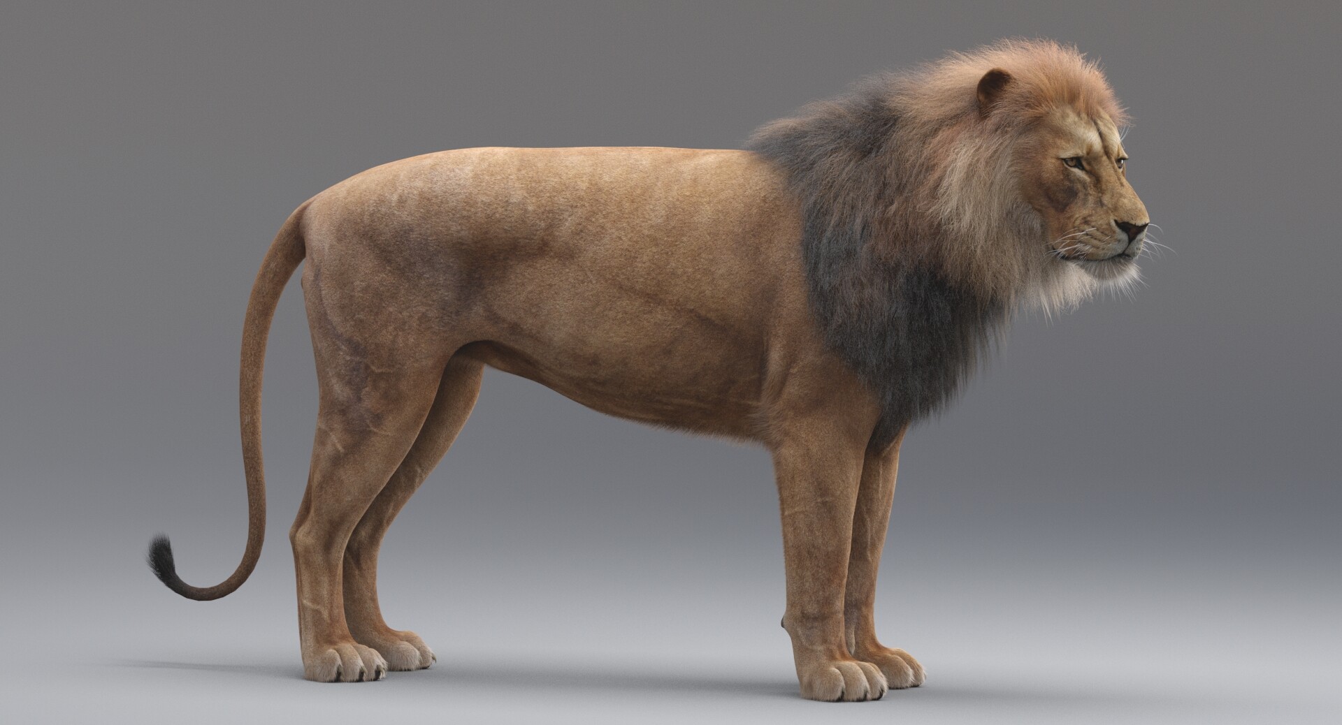 ArtStation - lion cgi