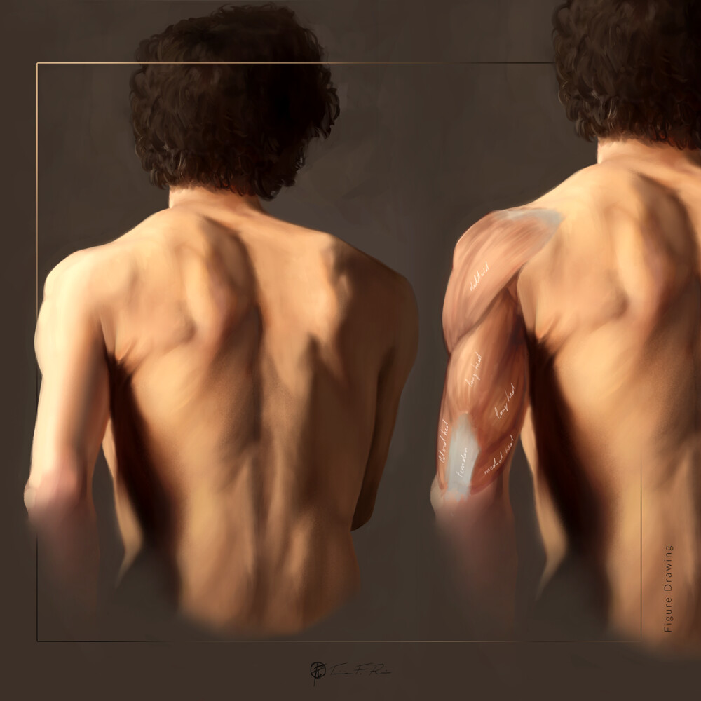 male back drawing reference
