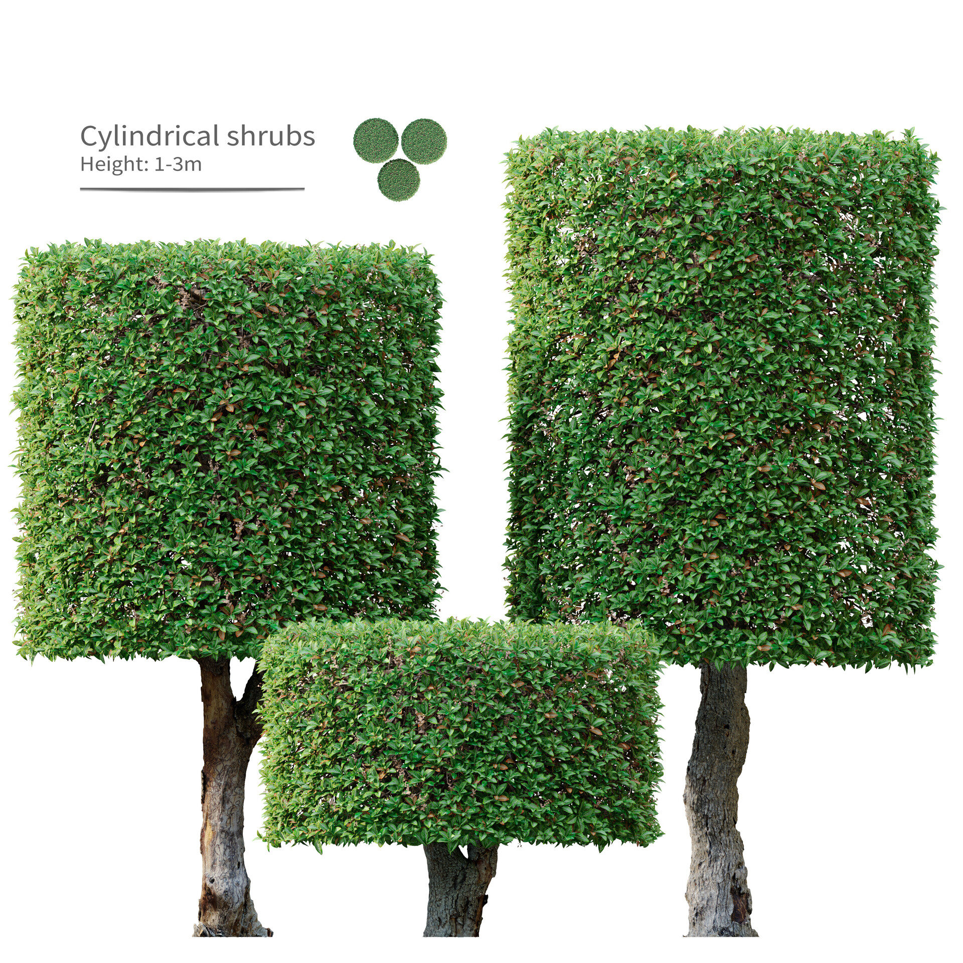 ArtStation - Topiary and hedge plants