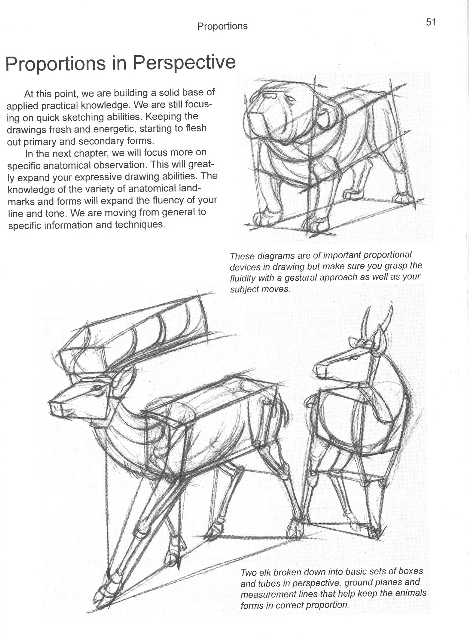 how to draw perspective animals