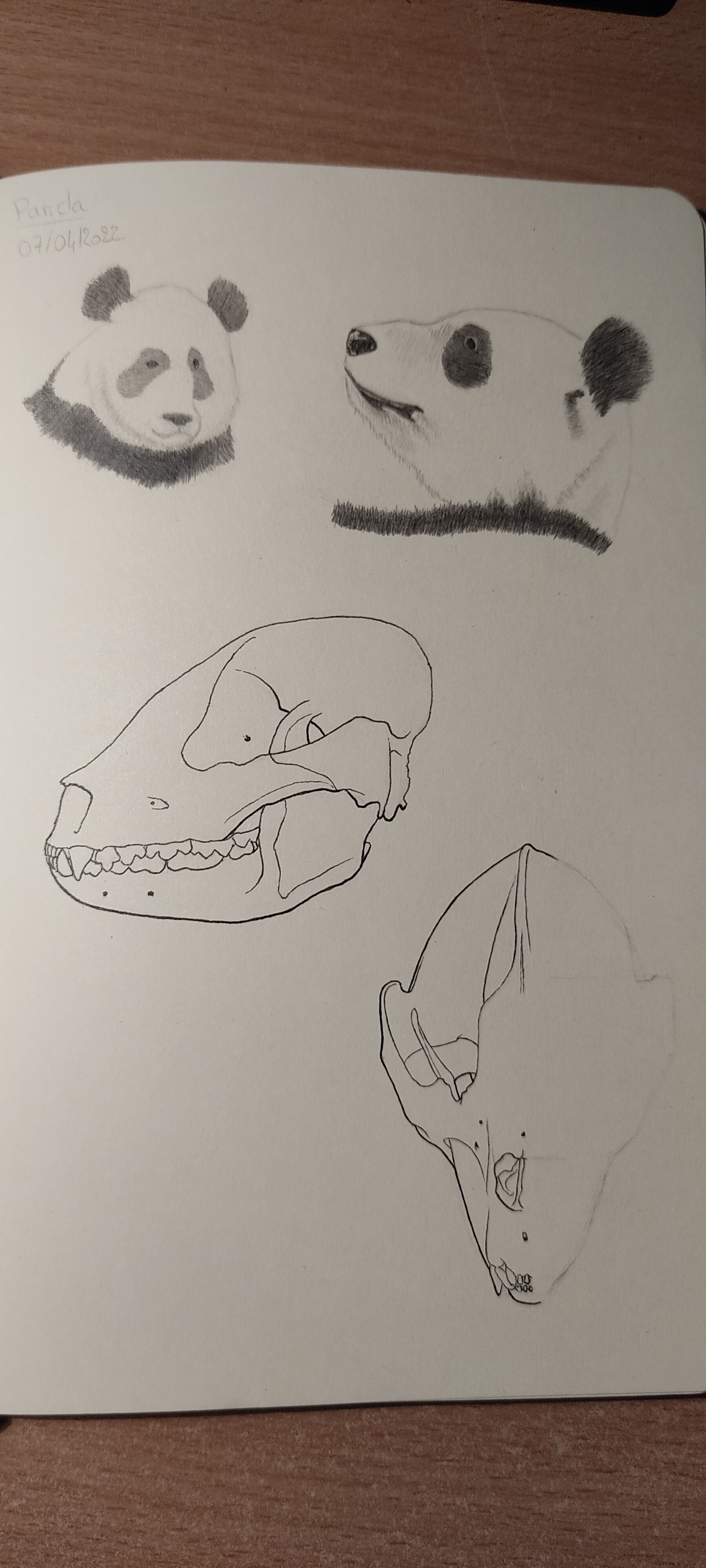 ArtStation - Panda head study 12/04/2022
