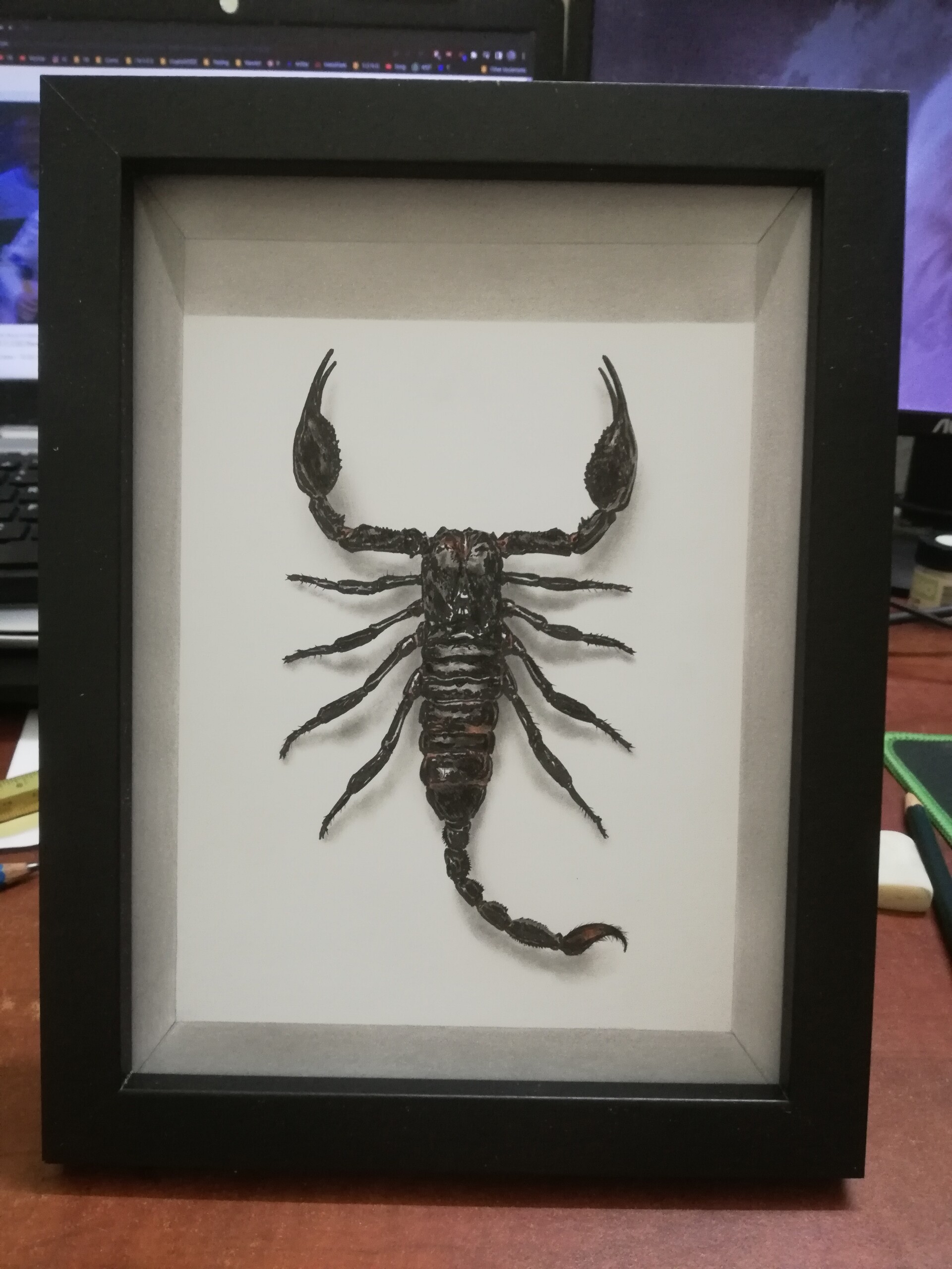 ArtStation - Hyper Realistic Scorpion Specimen Drawing Artwork by ...