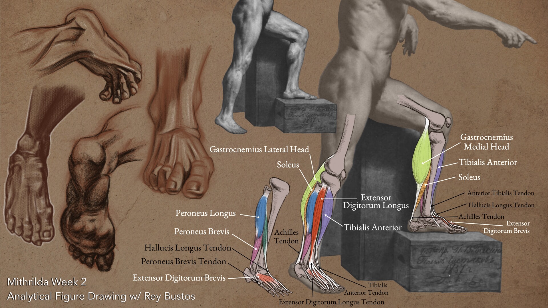 ArtStation - Muscles of the Leg and Foot