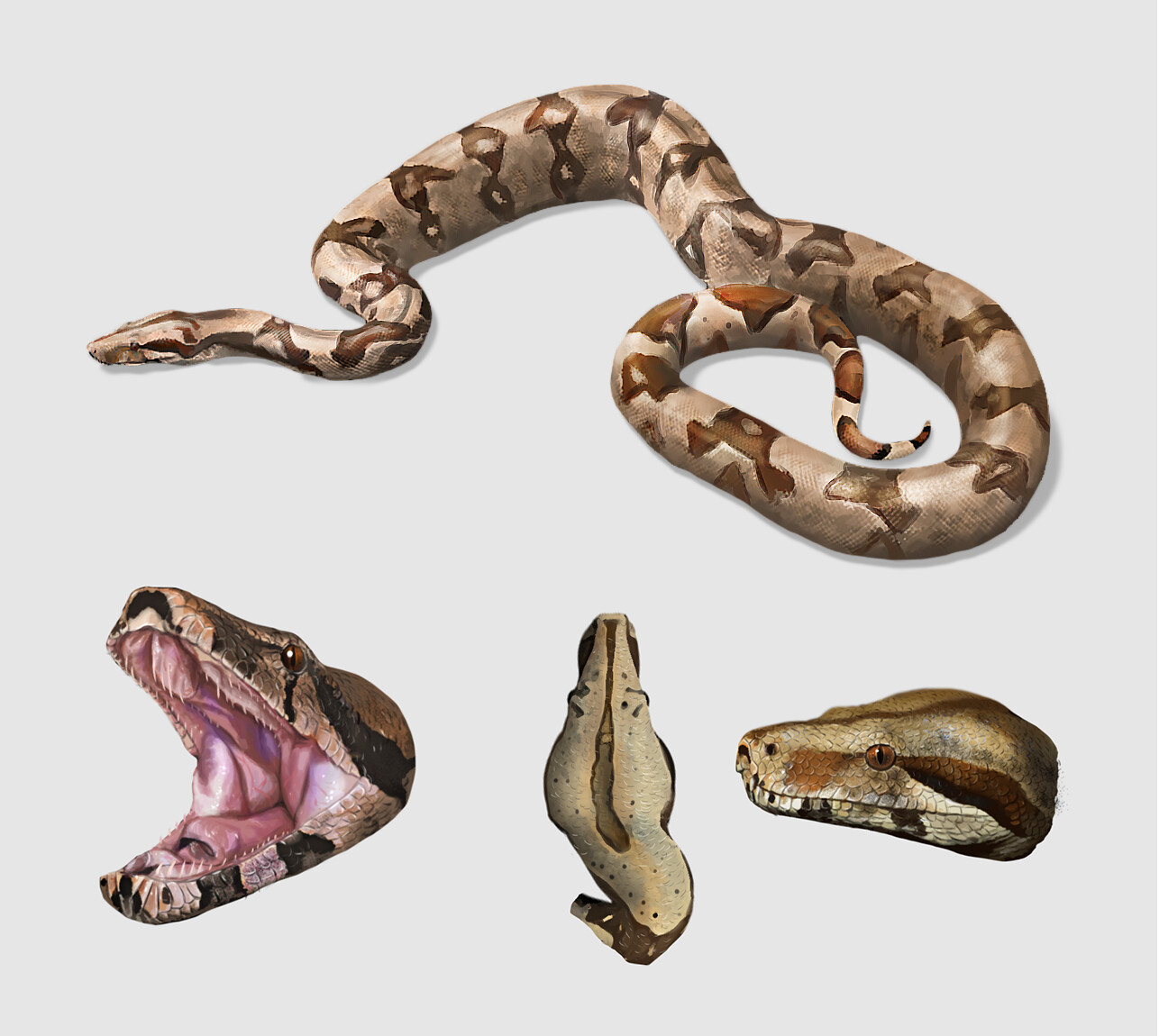 ArtStation - Boa constrictor