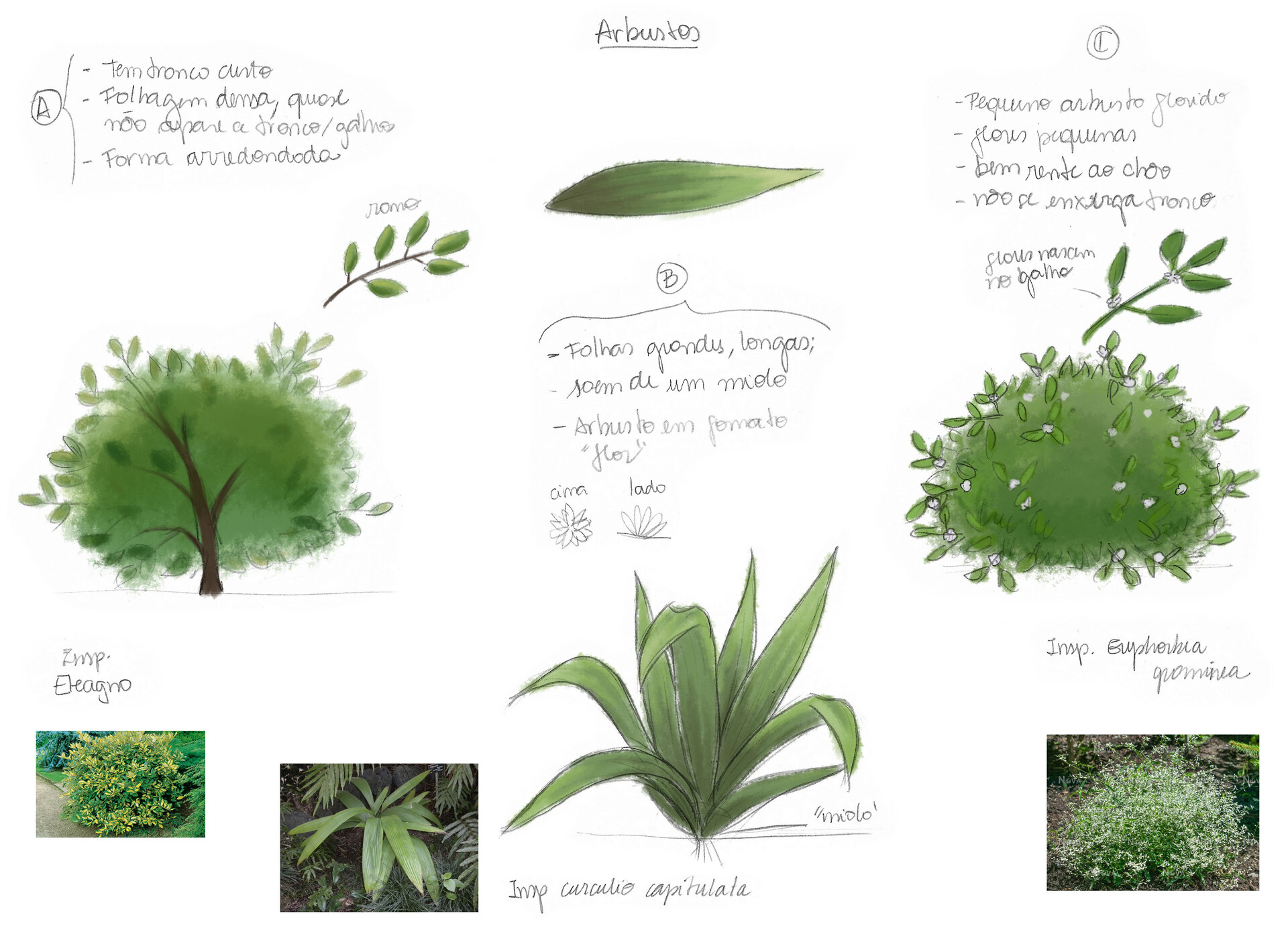 Caroline Lyssa Kuraoka - Ben & Buzz (TCC)