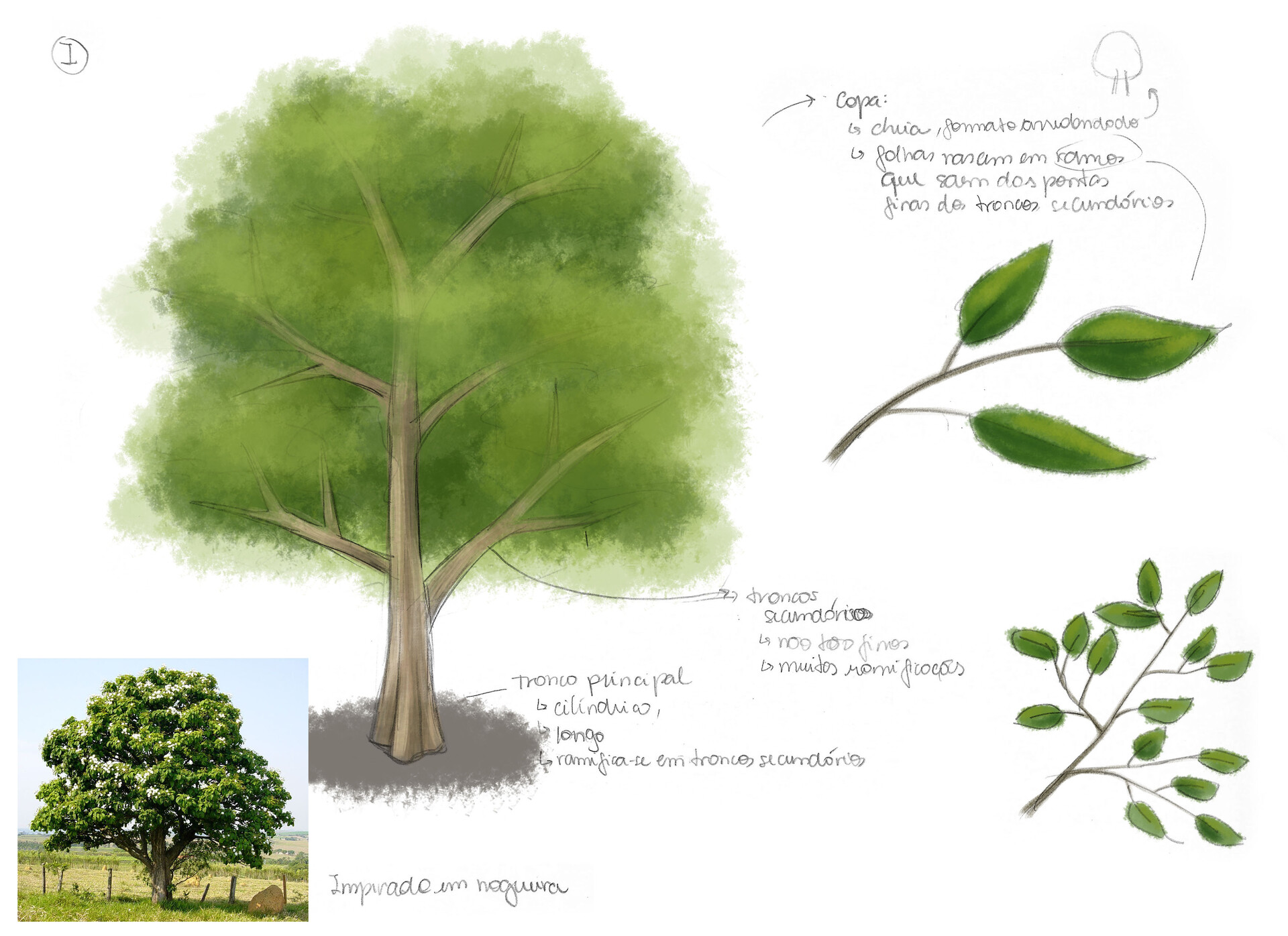 Caroline Lyssa Kuraoka - Ben & Buzz (TCC)