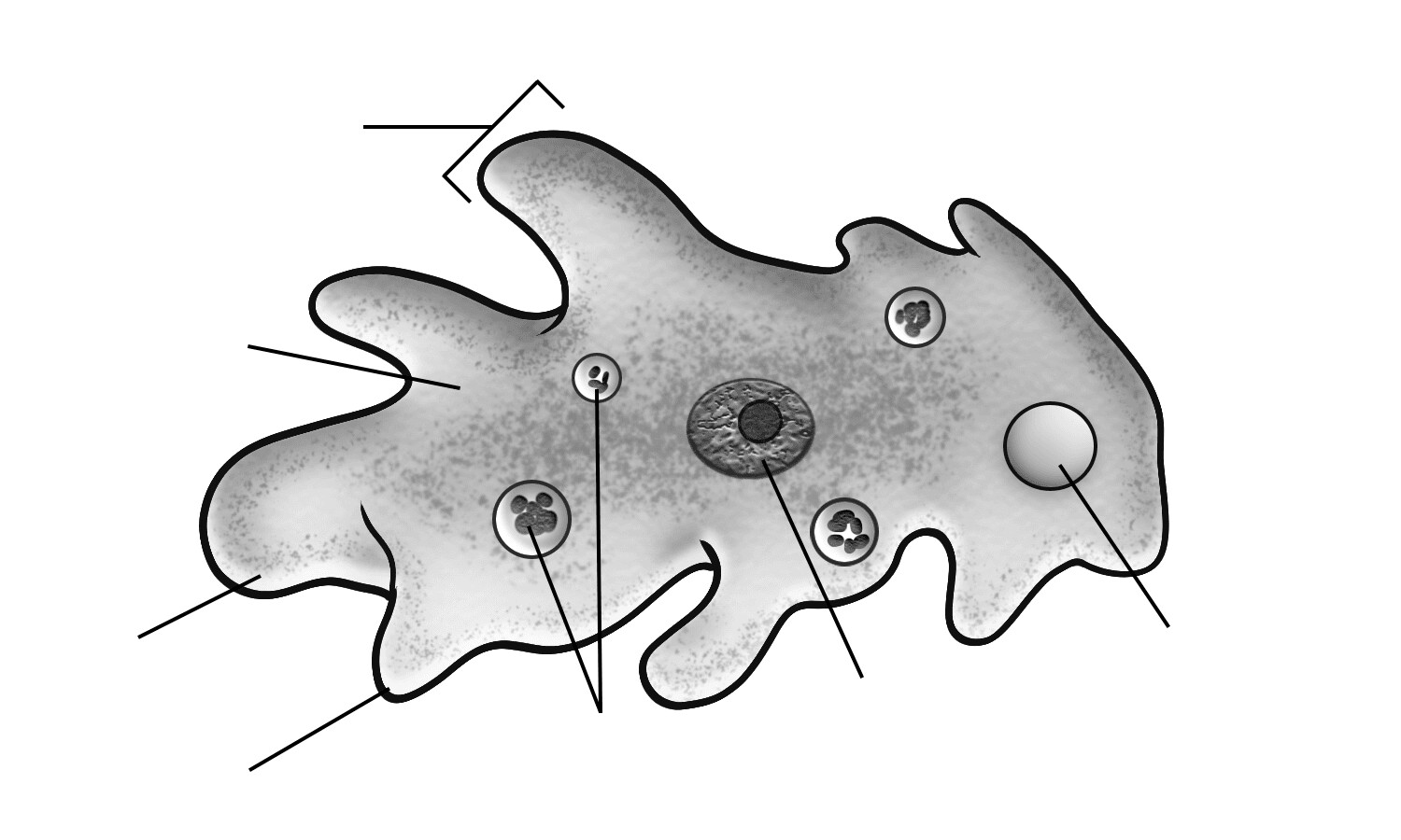 amoeba under microscope drawing