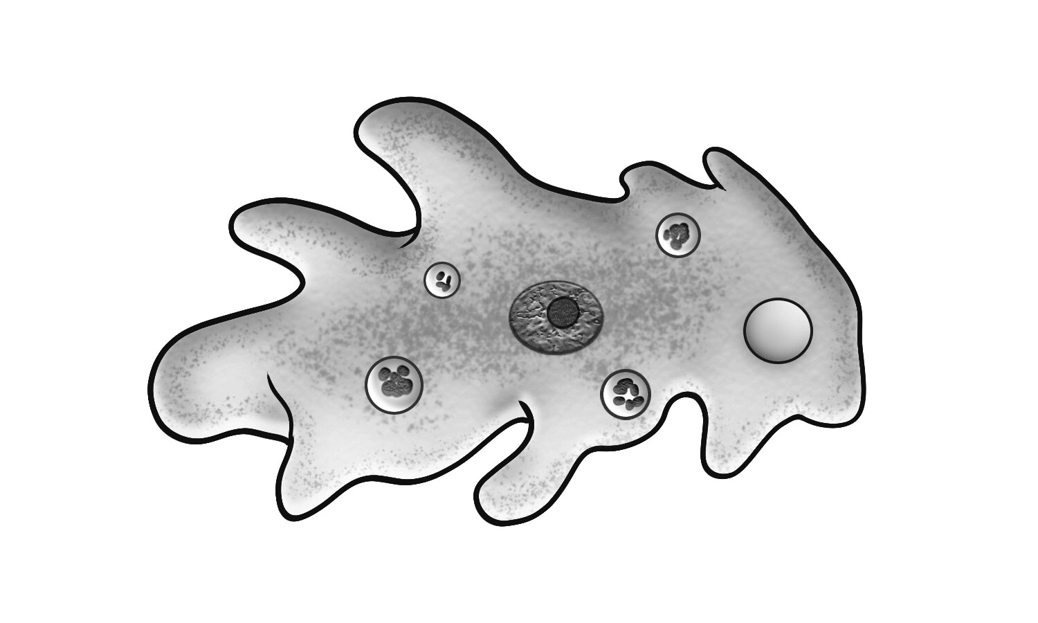 amoeba drawing