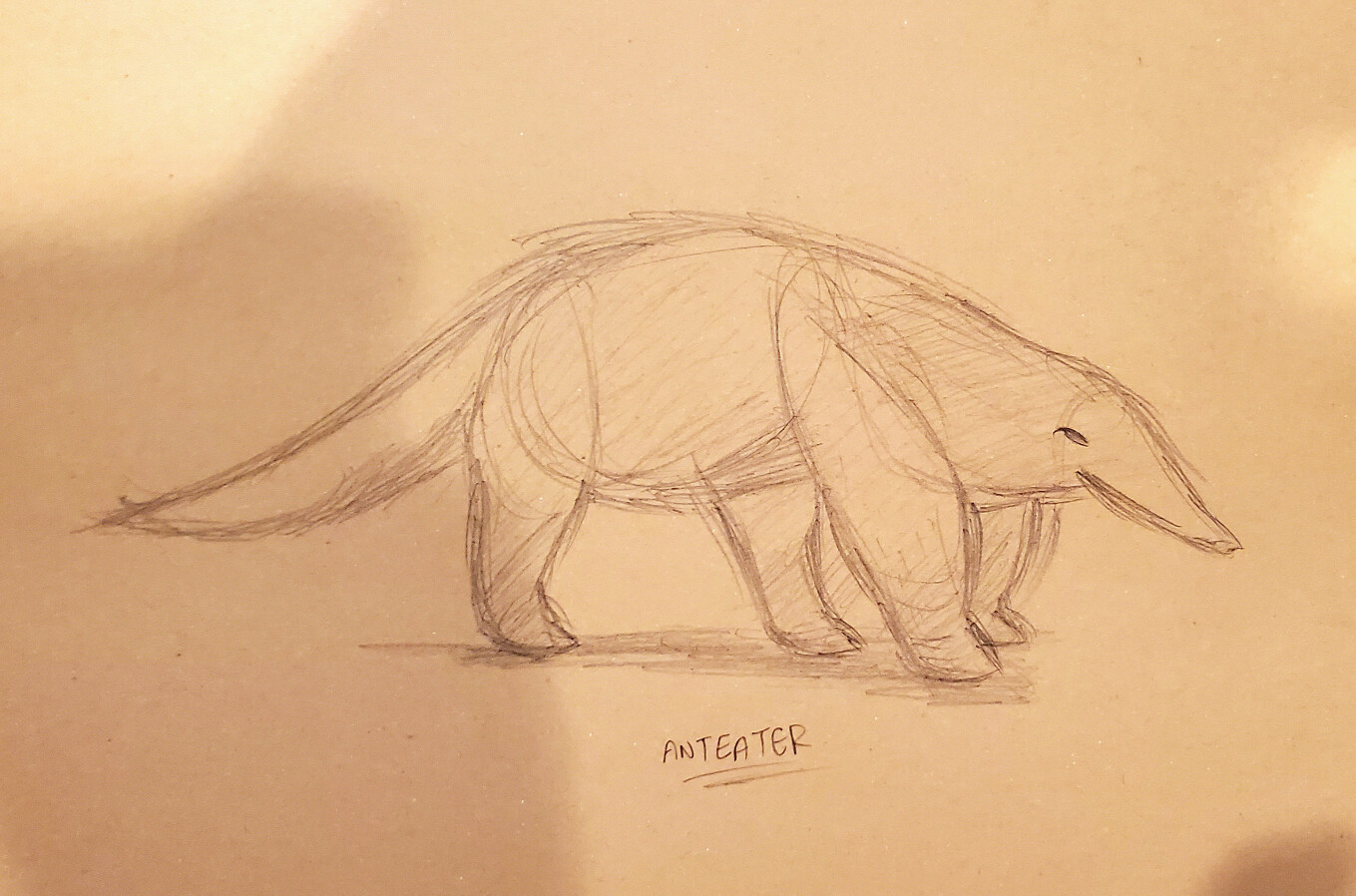 ArtStation - Anteater Zoo Drawing