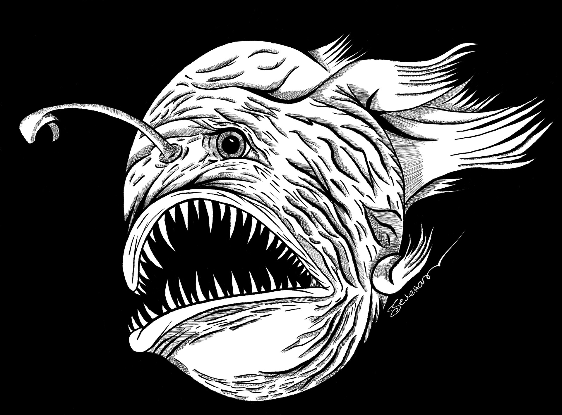 Humpback Anglerfish Drawing