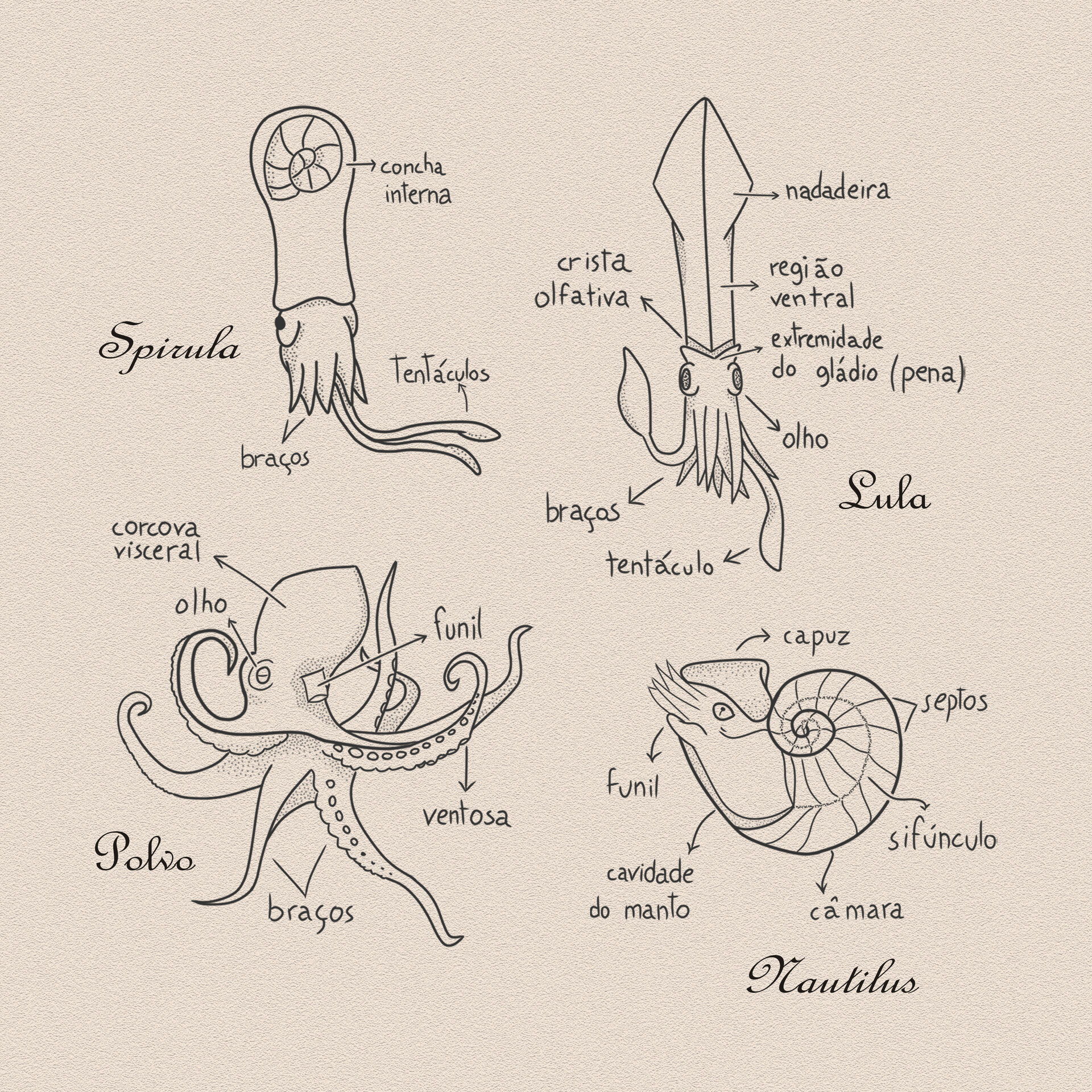 ArtStation - Representantes de Cephalopoda