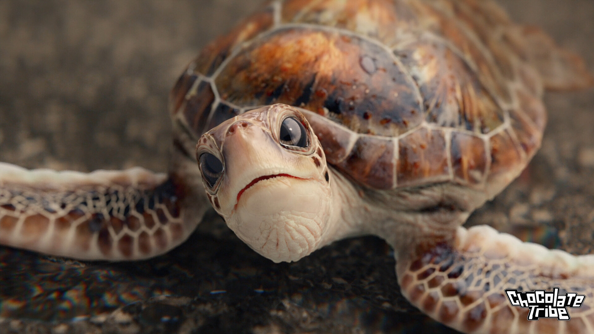 ArtStation - Juvenile Turtle