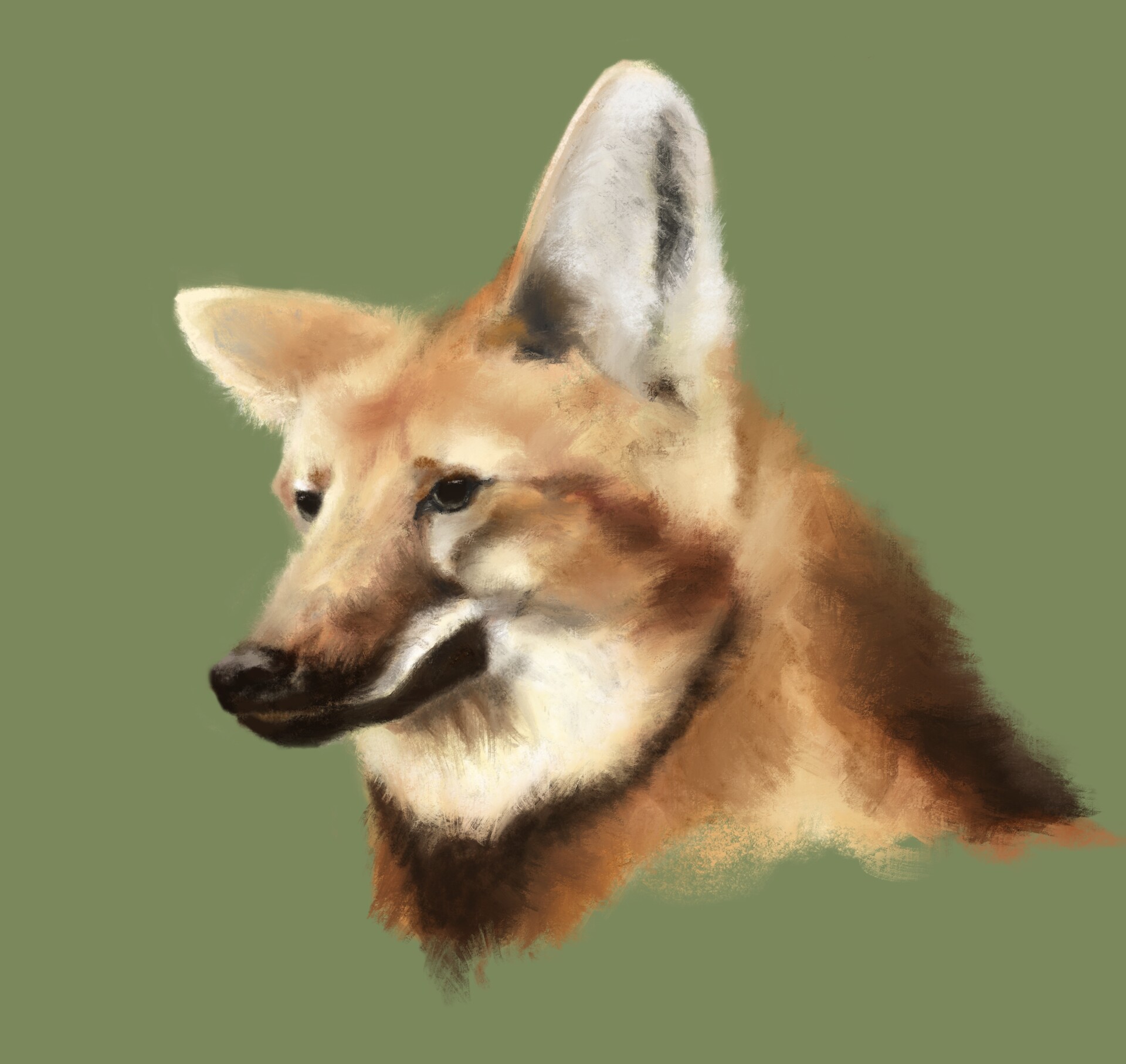 ArtStation - Maned Wolf