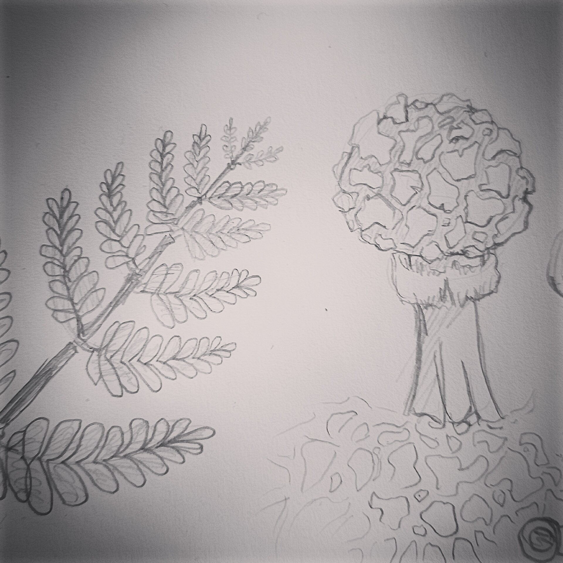 ArtStation - Sketch page botantical