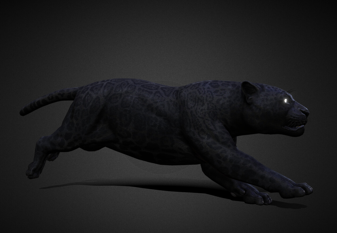 Black Jaguar Running