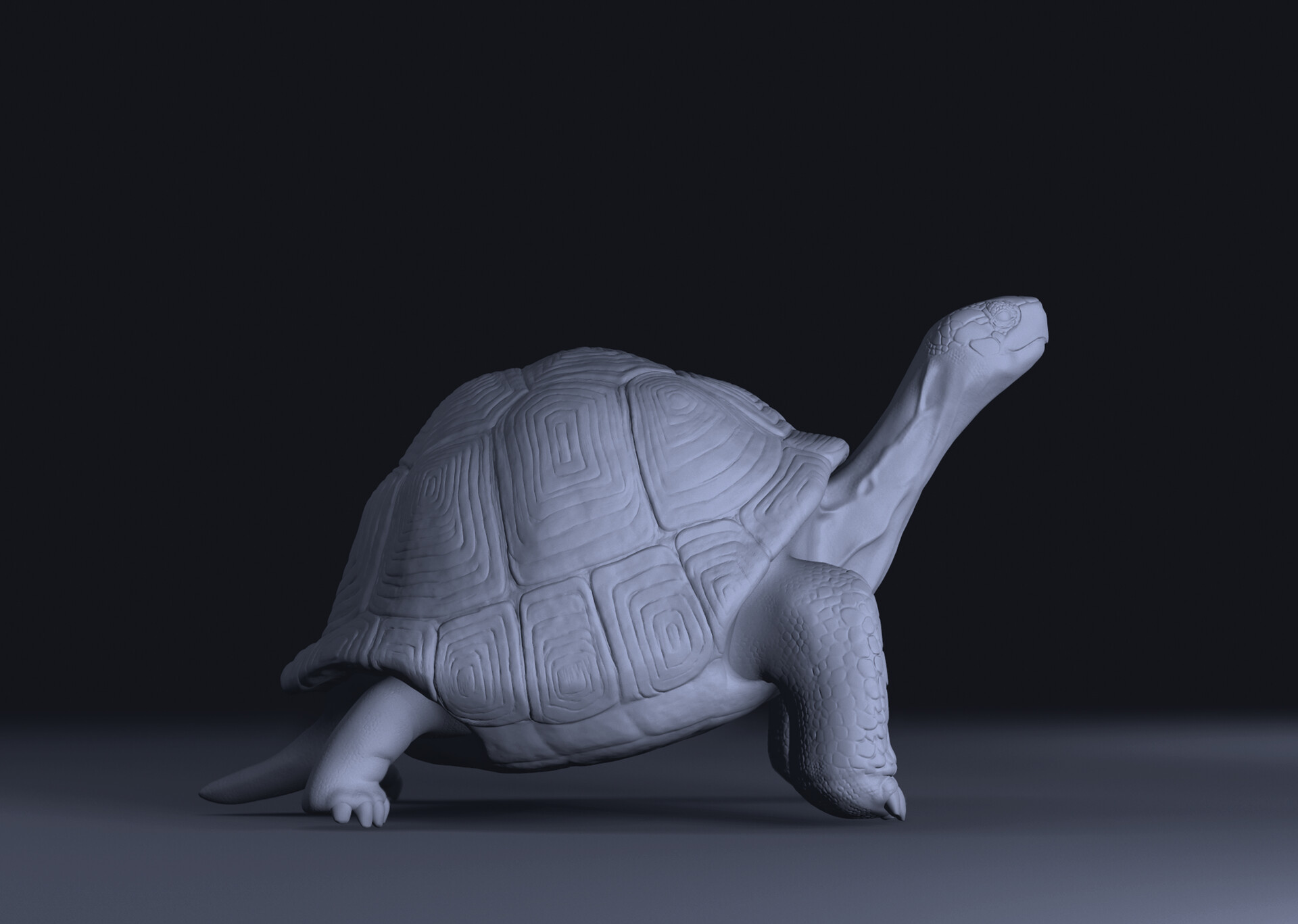 ArtStation - Tortoise sculpt