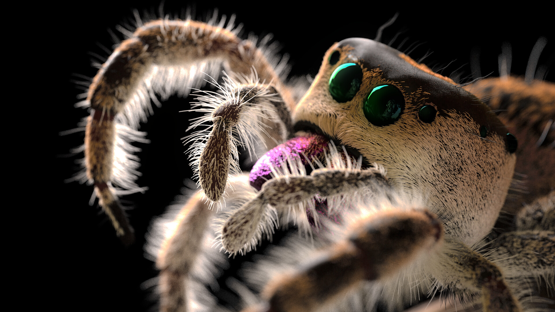 ArtStation - Phidippus Regius - The Jumping Spider