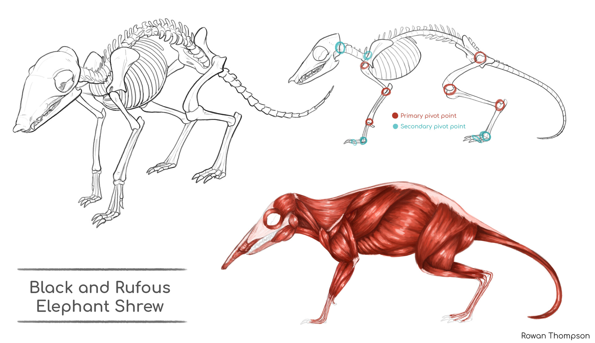 Rowan Thompson - Red-Throated Peptin - Imaginary Anatomical Studies