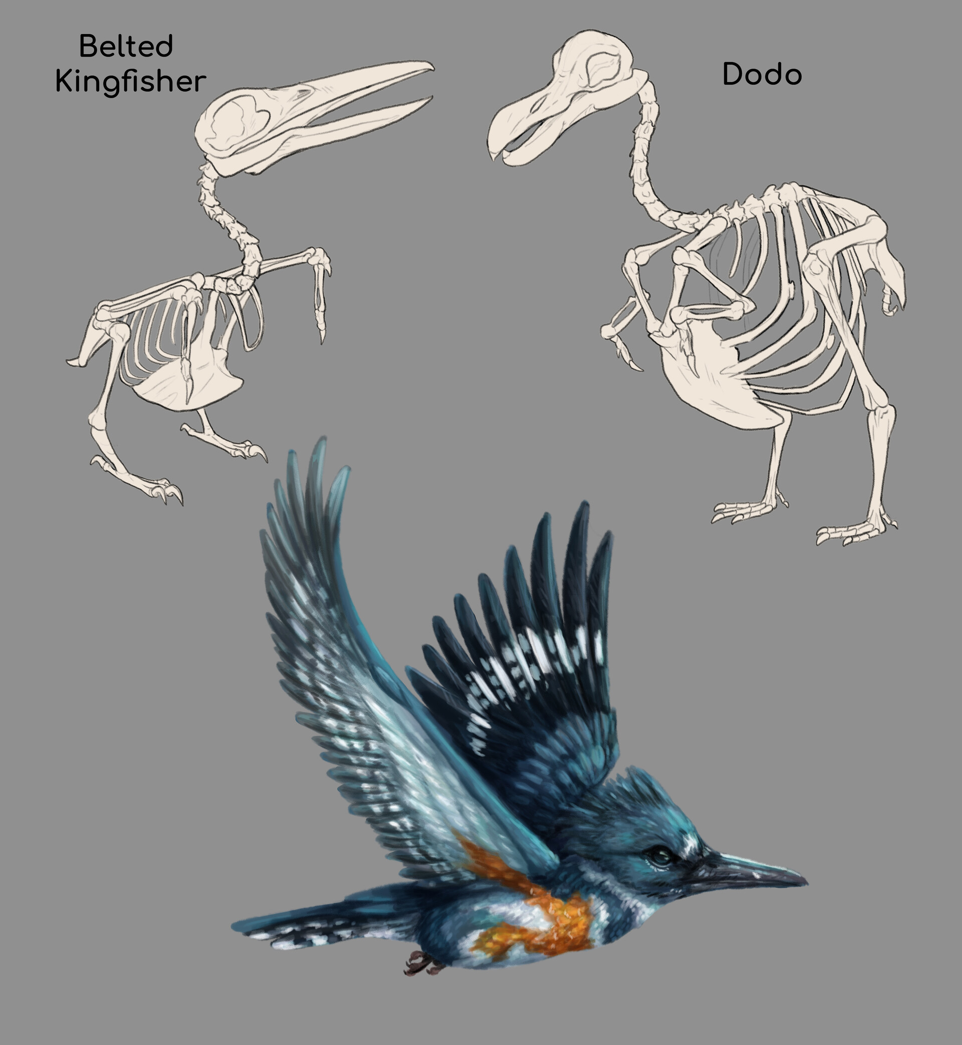 ArtStation - Animal Anatomy Studies