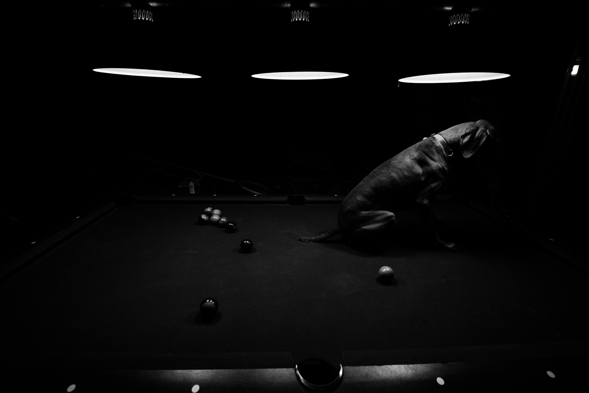 ArtStation - Dog on Pool Table