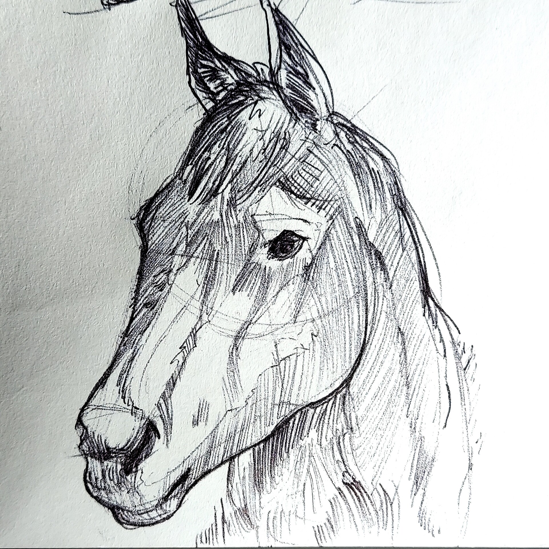 ArtStation - Horse Sketch